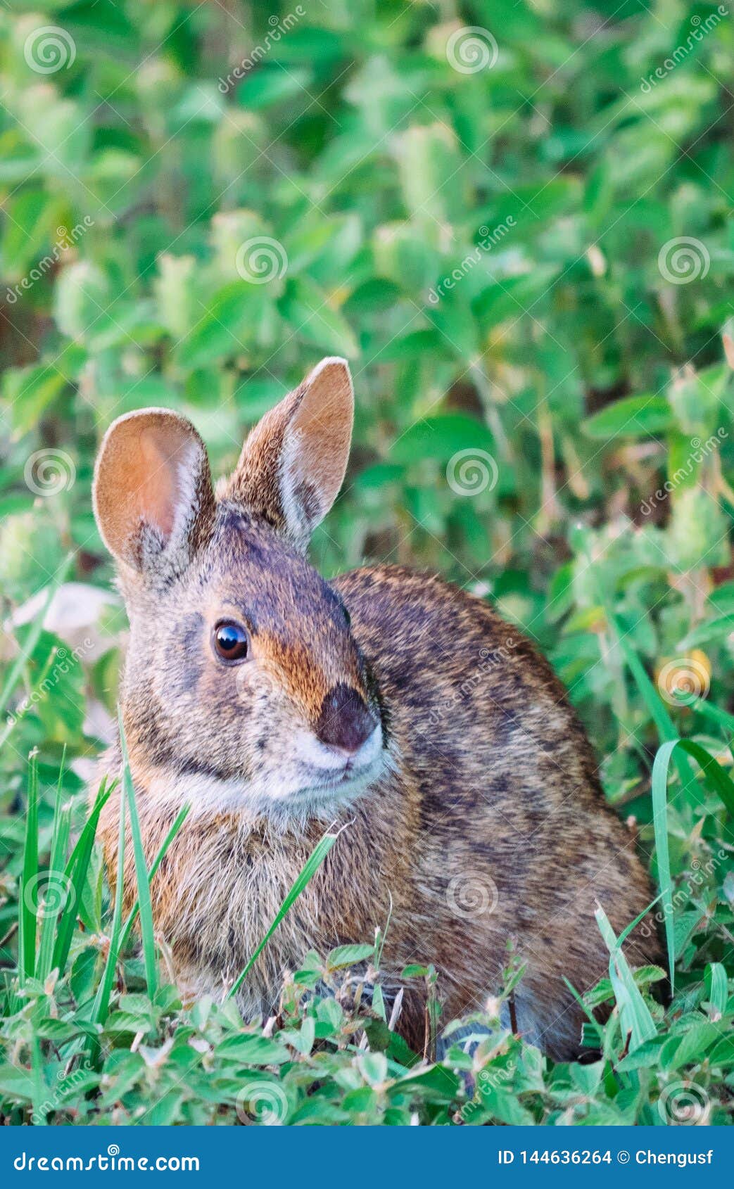 Cute round ear rabbit stock photo. Image of food, america - 144636264