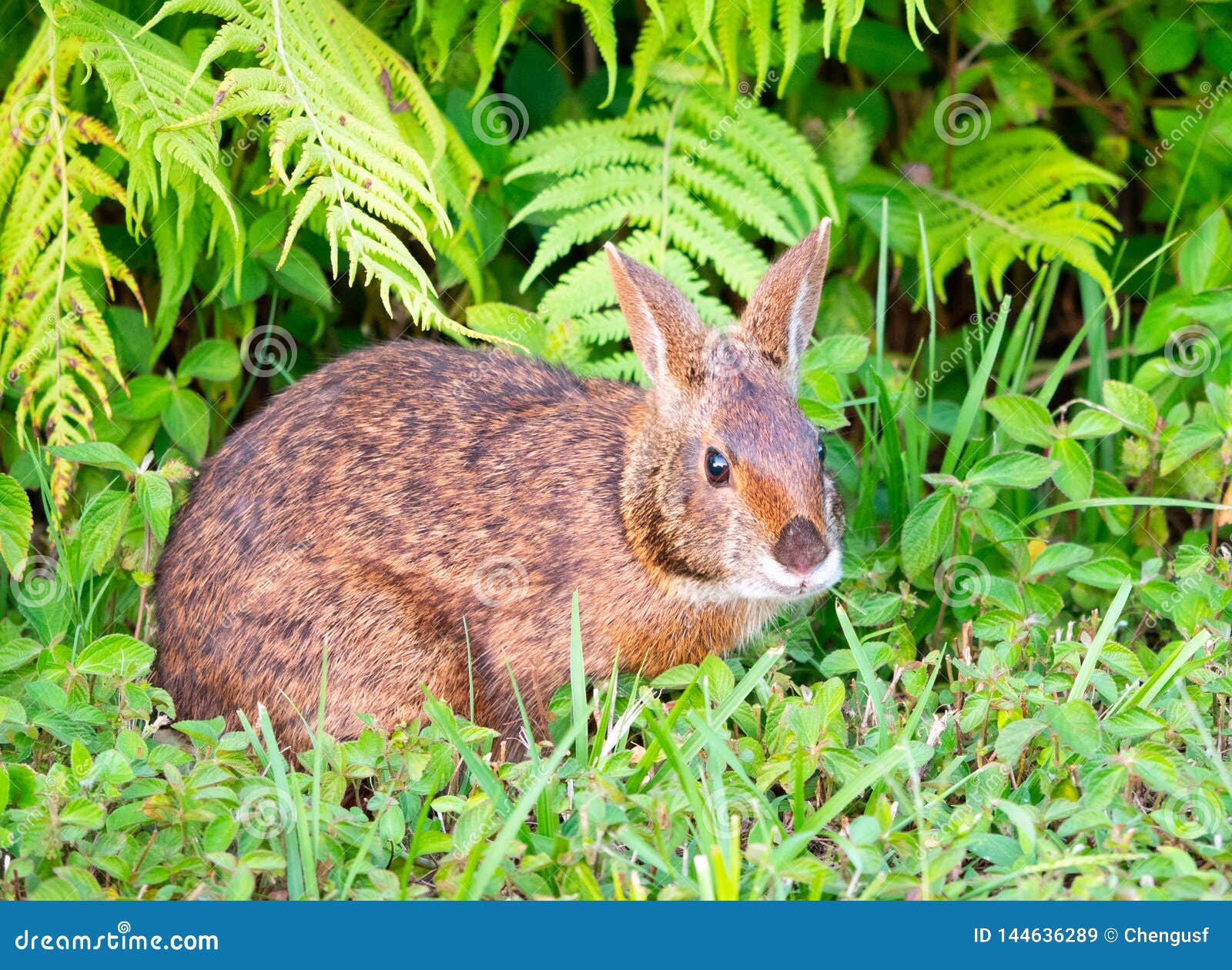 Cute round ear rabbit stock image. Image of american - 144636289
