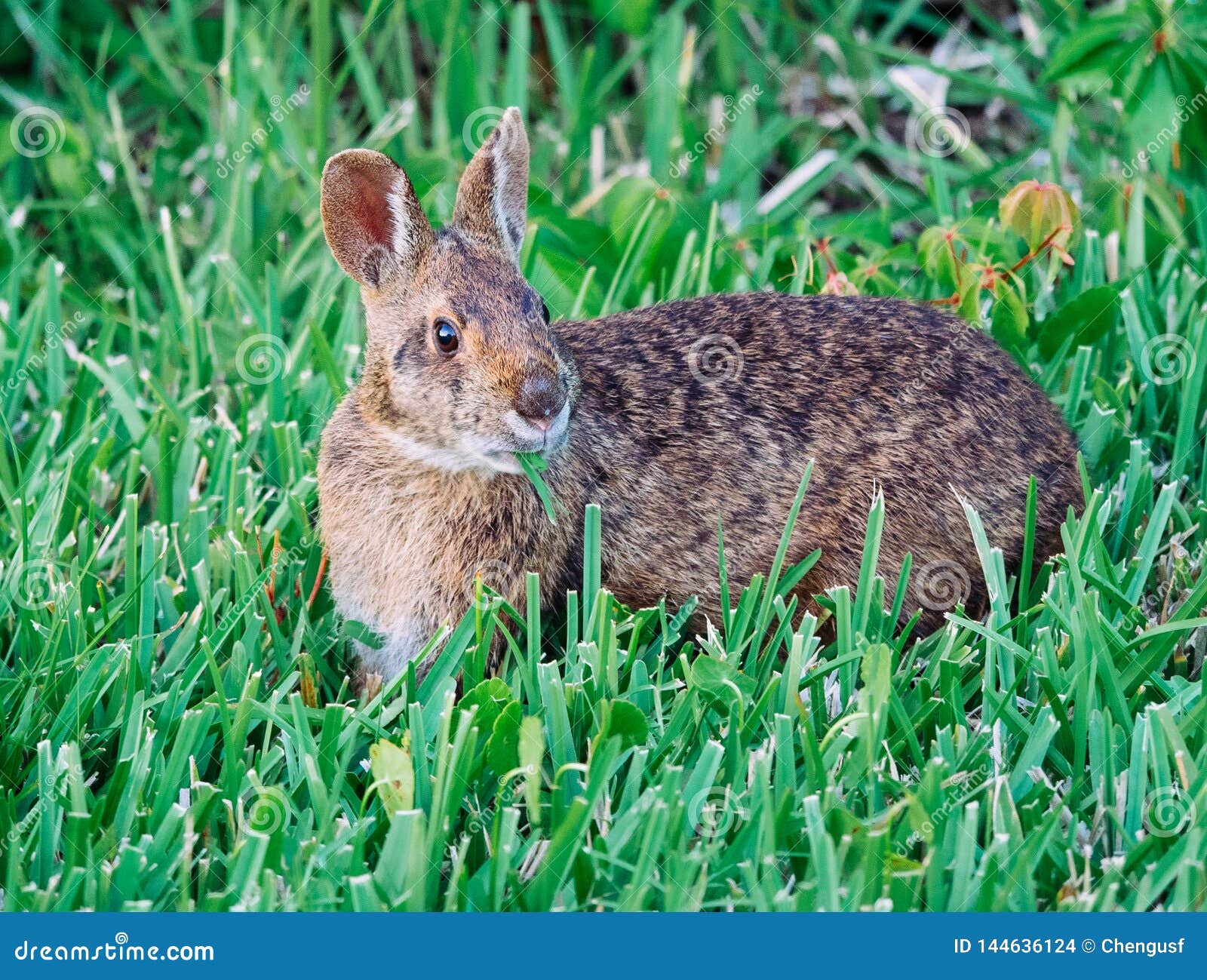 Cute round ear rabbit stock photo. Image of american - 144636124