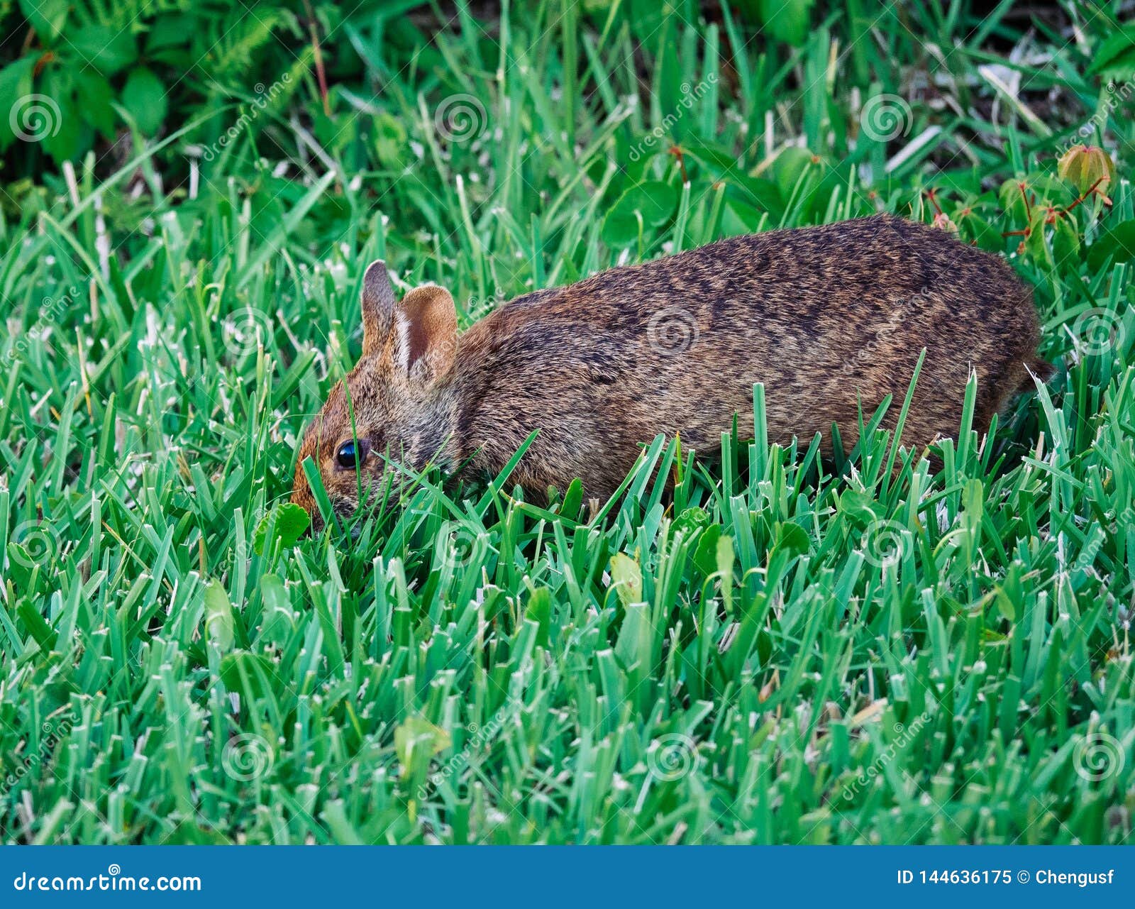 Cute round ear rabbit stock image. Image of cute, america - 144636175