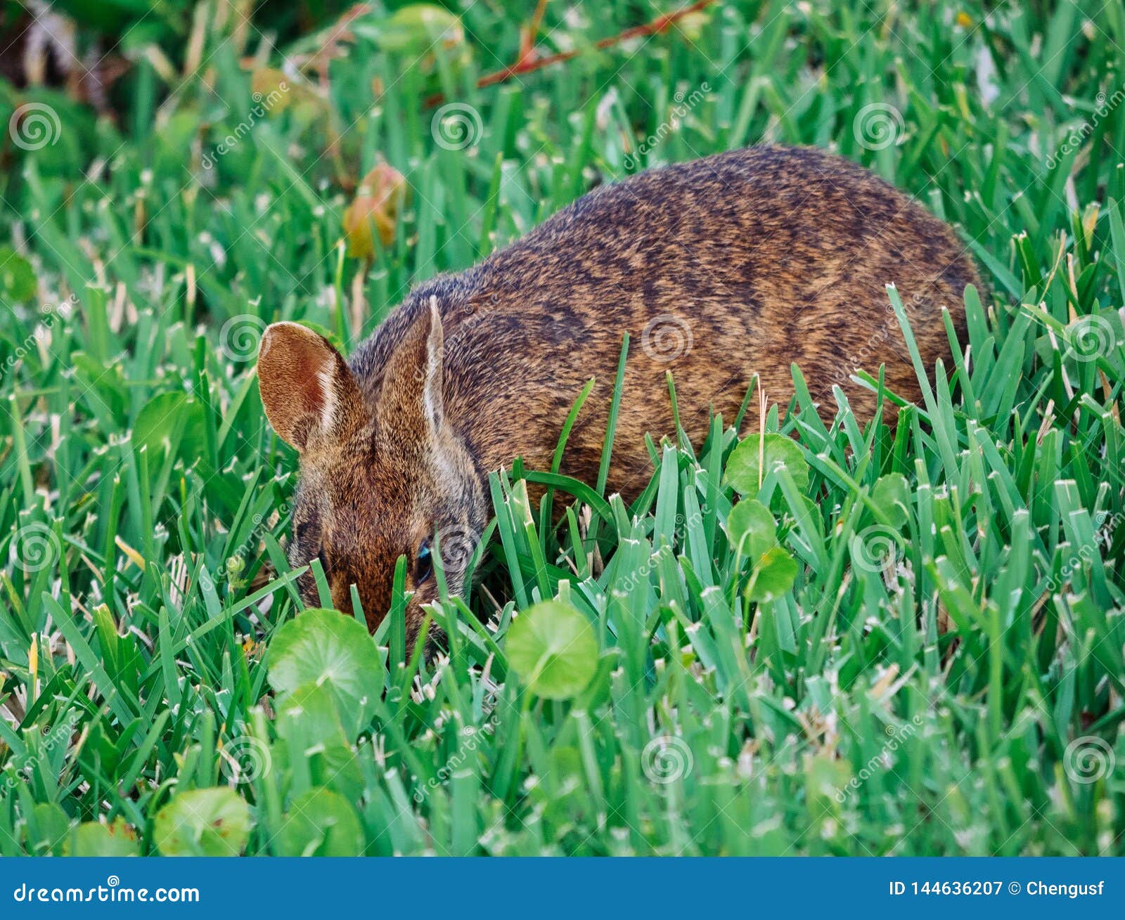 Cute round ear rabbit stock image. Image of cute, animal - 144636207