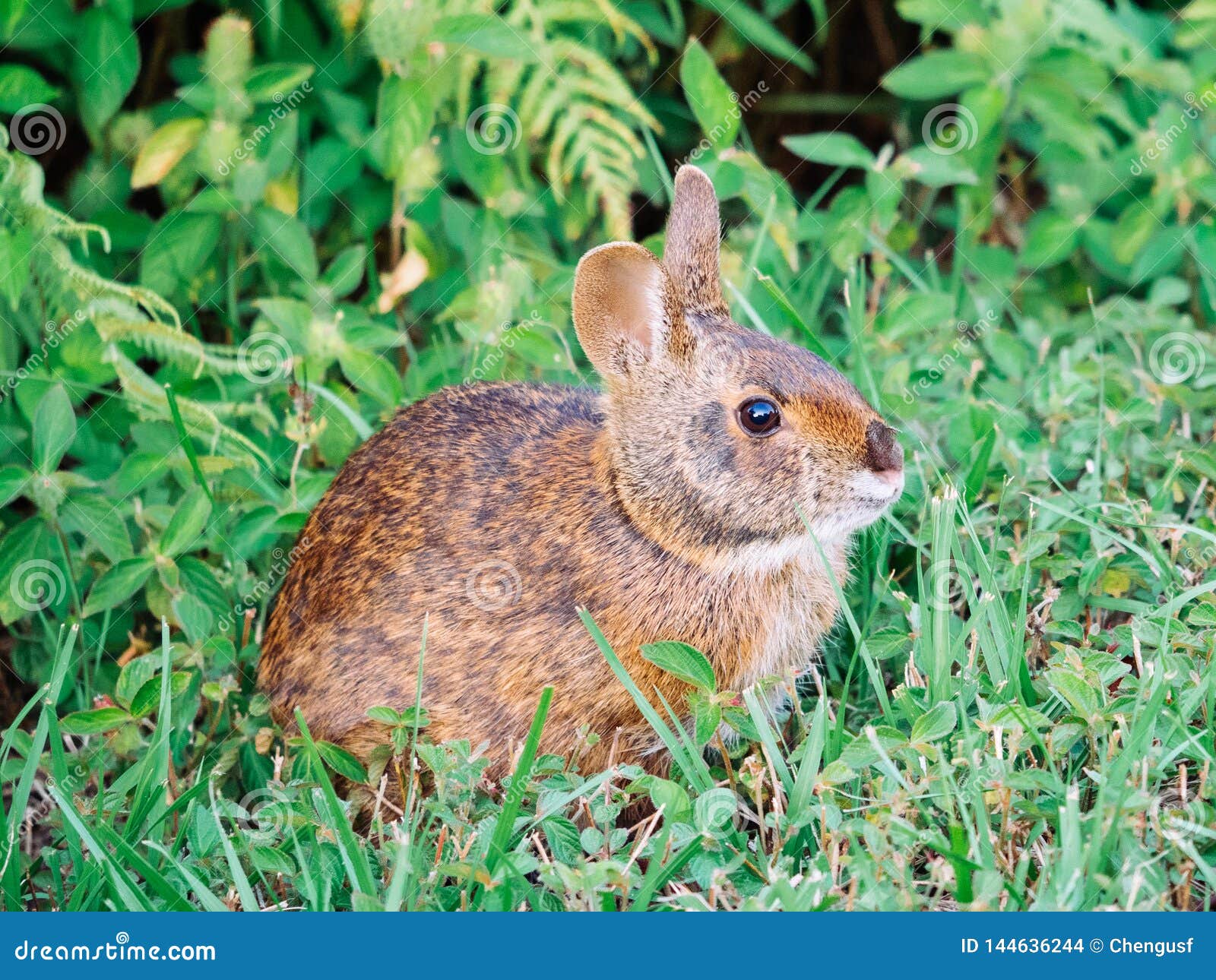 Cute round ear rabbit stock photo. Image of round, animal - 144636244