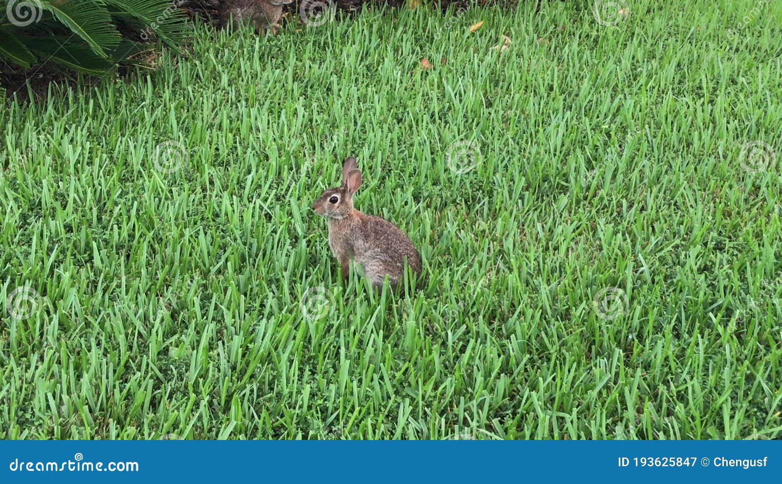 Cute Round Ear Rabbit and Grass Stock Video - Video of field, forest ...