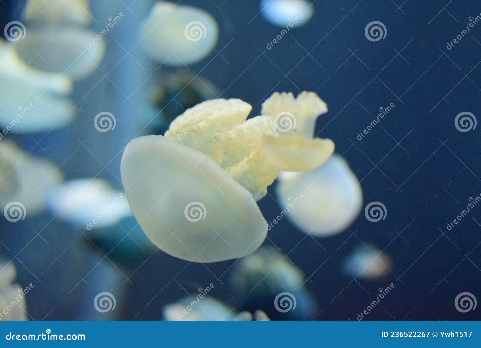 Cute and Round Jellyfish Swimming in the Water Stock Image - Image of ...