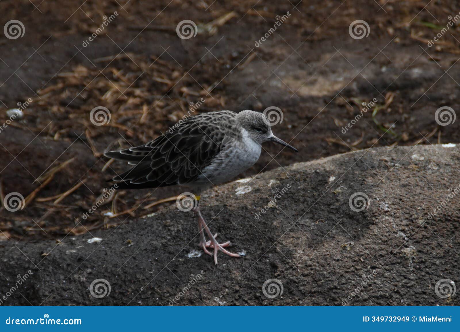 A Cute Ruff stock image. Image of animal, natural, feather - 349732949