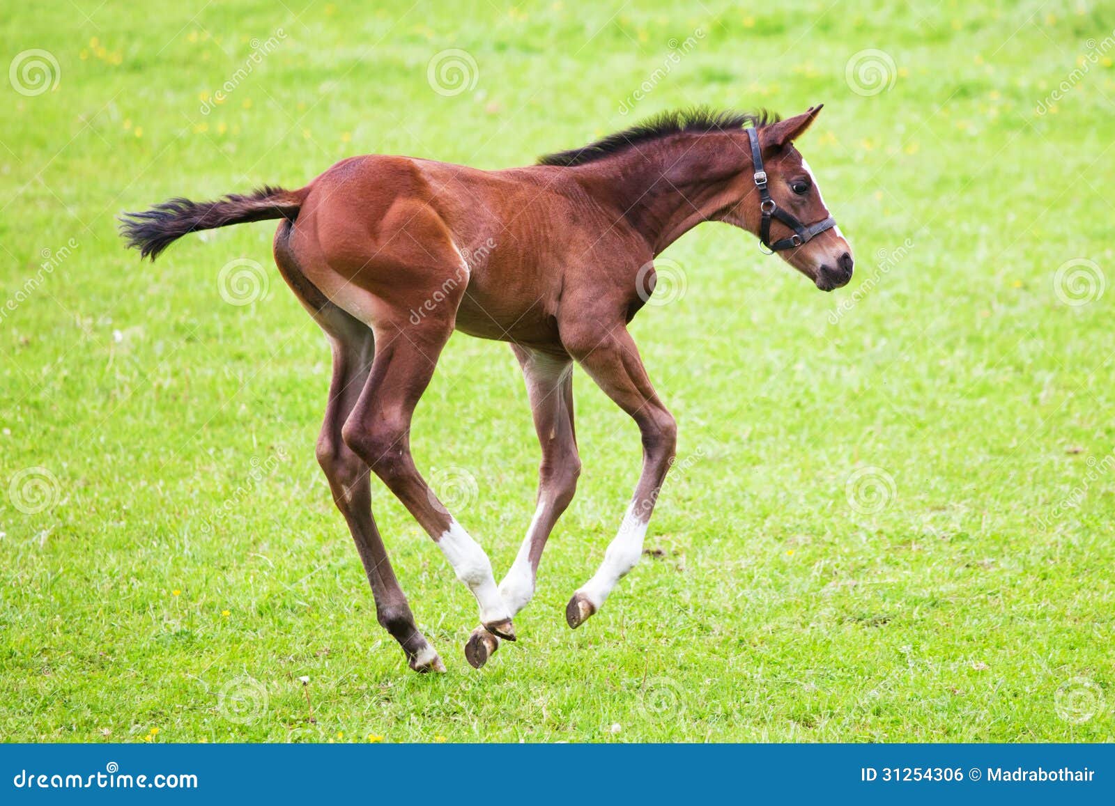 Cute Foals Running