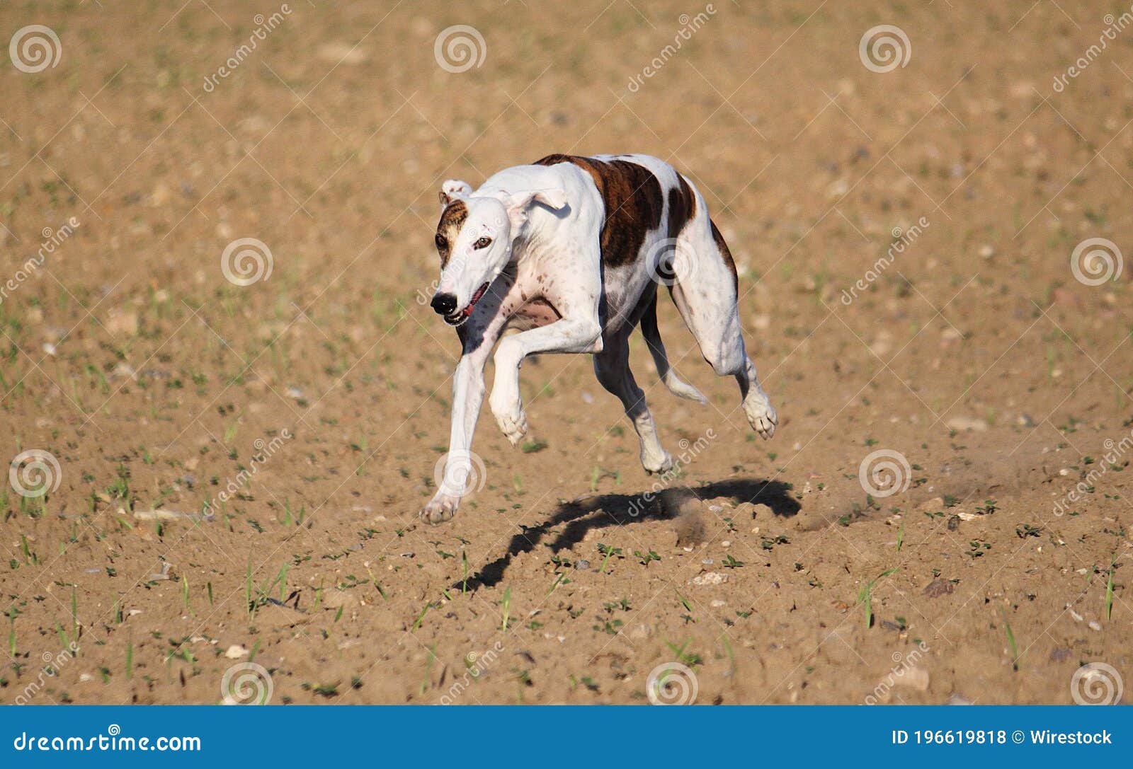 Cute Running Magyar Agar Dog Stock Photo - Image of recreational ...