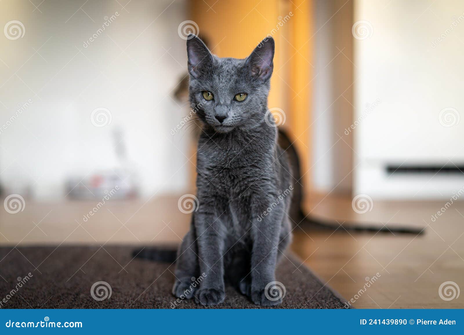 Cute Russian Blue Tomcat Kitten Stock Photo - Image of house, handsome ...