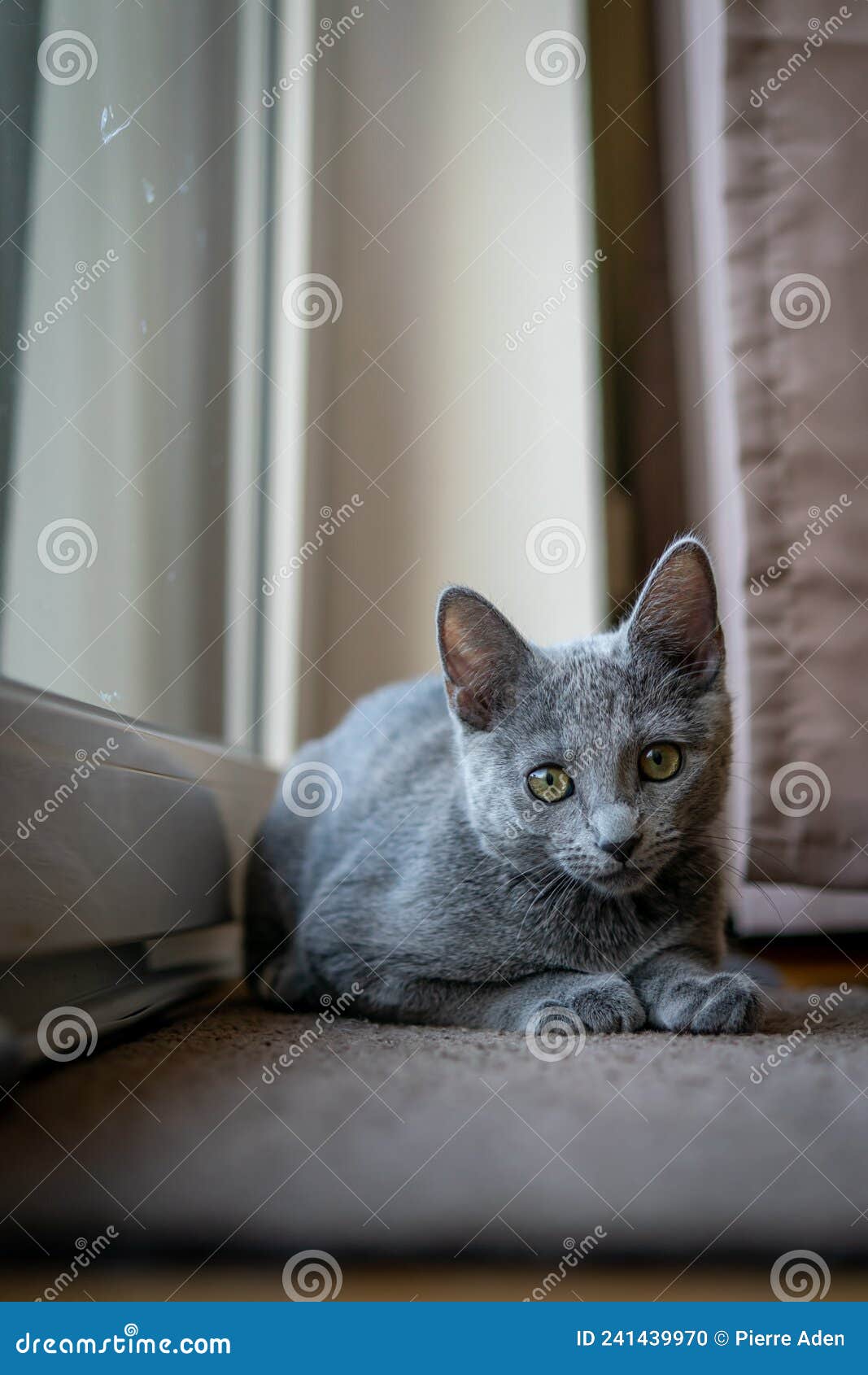 Cute Russian Blue Tomcat Kitten Stock Photo - Image of brazen, handsome ...