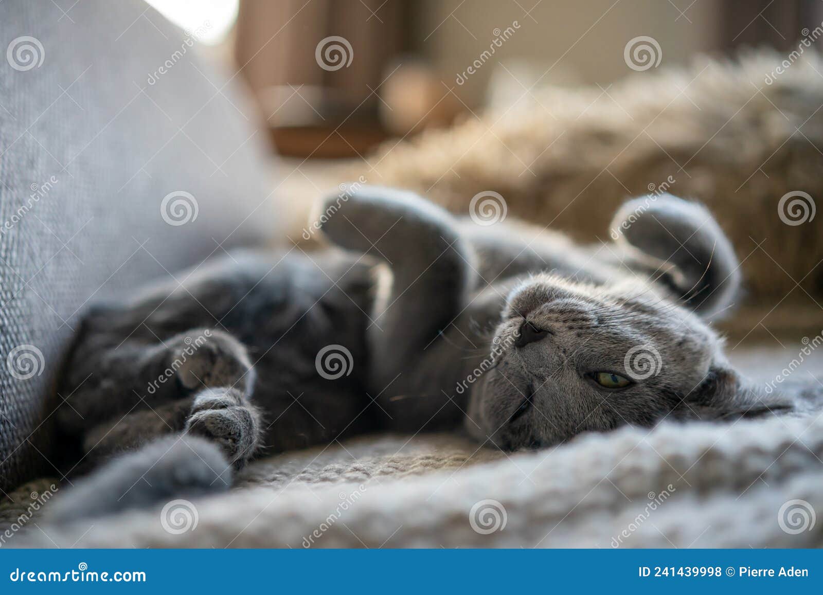 Cute Russian Blue Tomcat Kitten Stock Photo - Image of predator, house ...