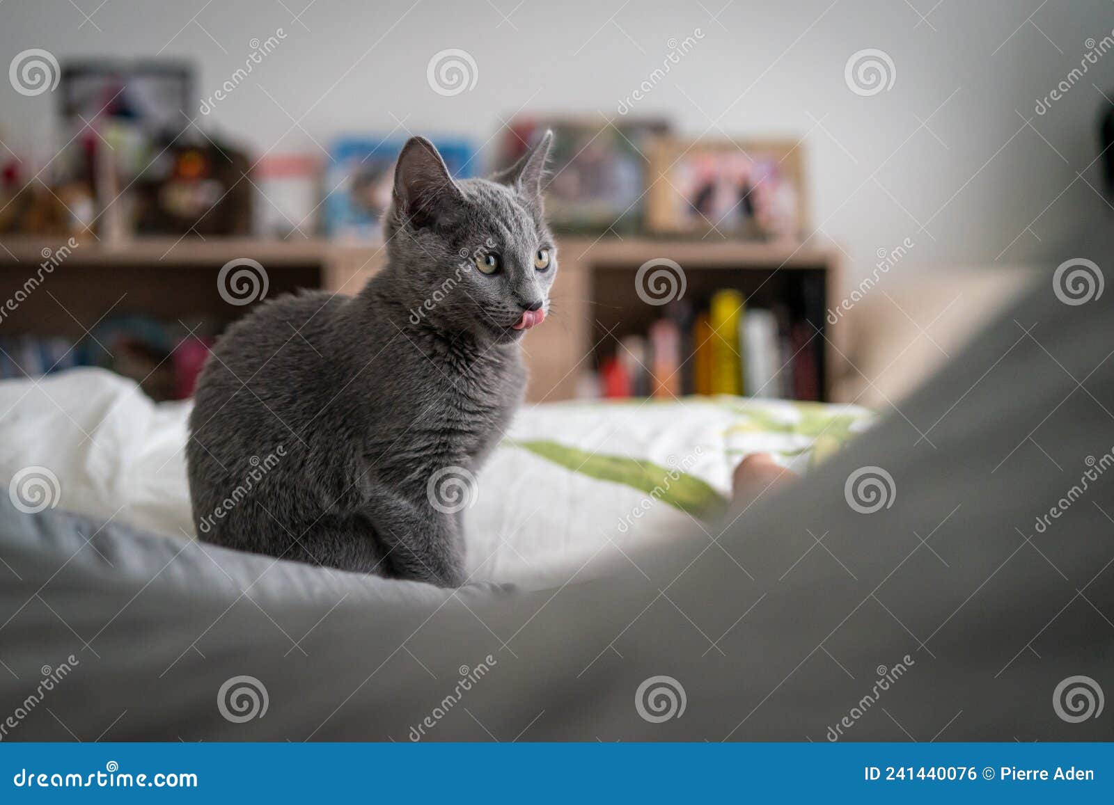 Cute Russian Blue Tomcat Kitten Stock Photo - Image of feather, house ...