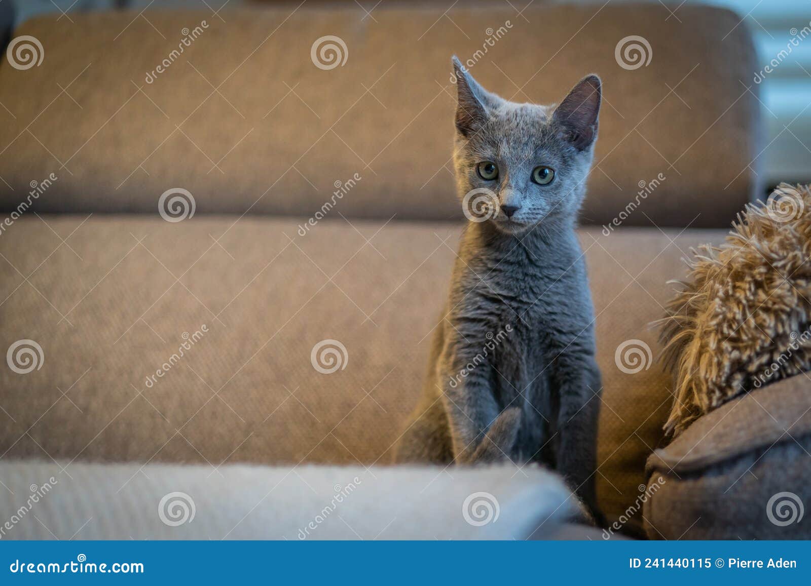 Cute Russian Blue Tomcat Kitten Stock Image - Image of feather, animals ...