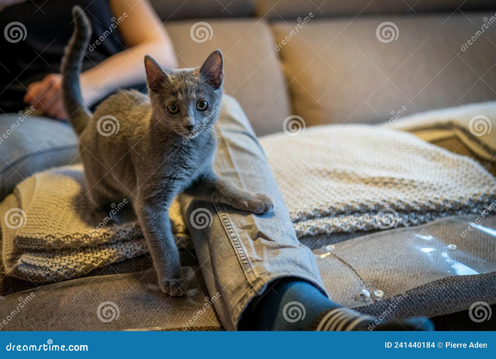Cute Russian Blue Tomcat Kitten Stock Photo - Image of eyes, male ...