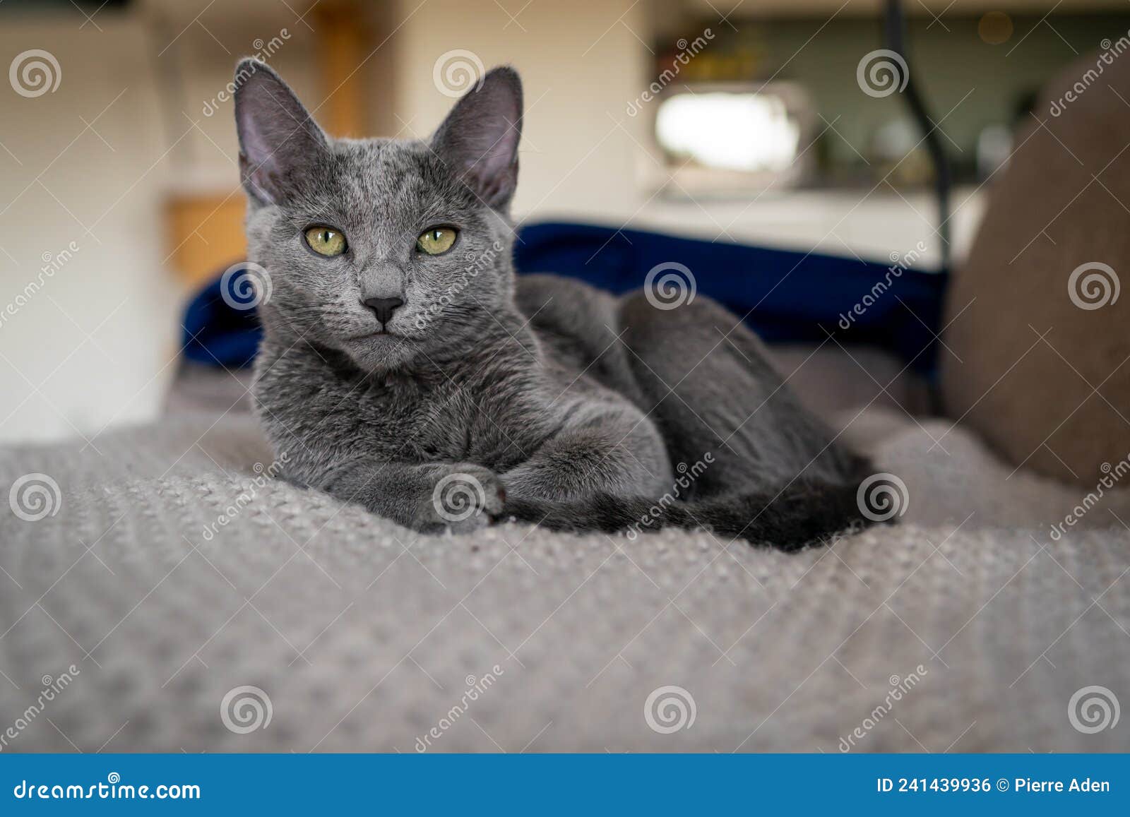 Cute Russian Blue Tomcat Kitten Stock Photo - Image of animal, house ...