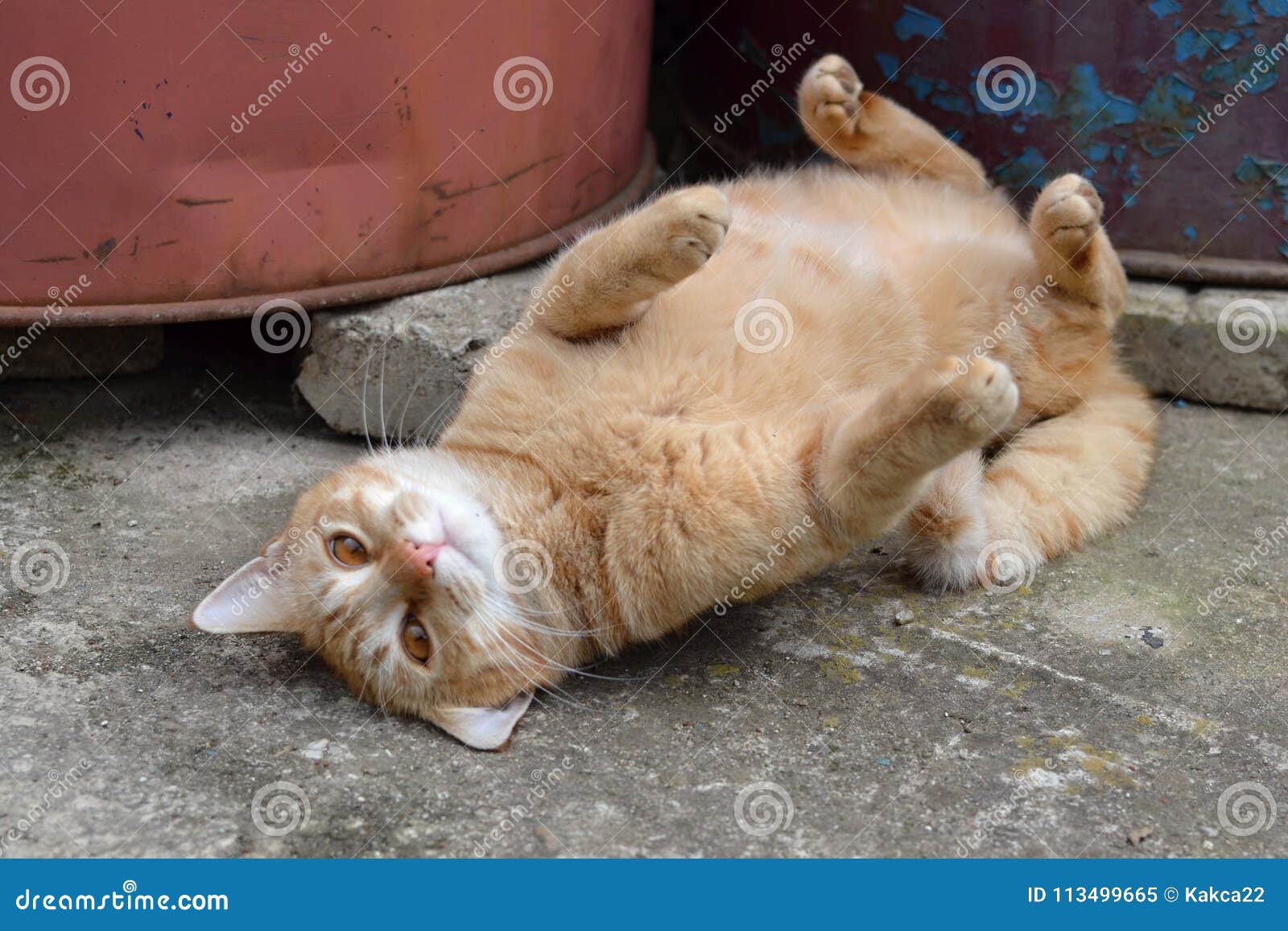 Cute Rusty Fat Cat Lying on Its Back Stock Image - Image of enjoy, back ...