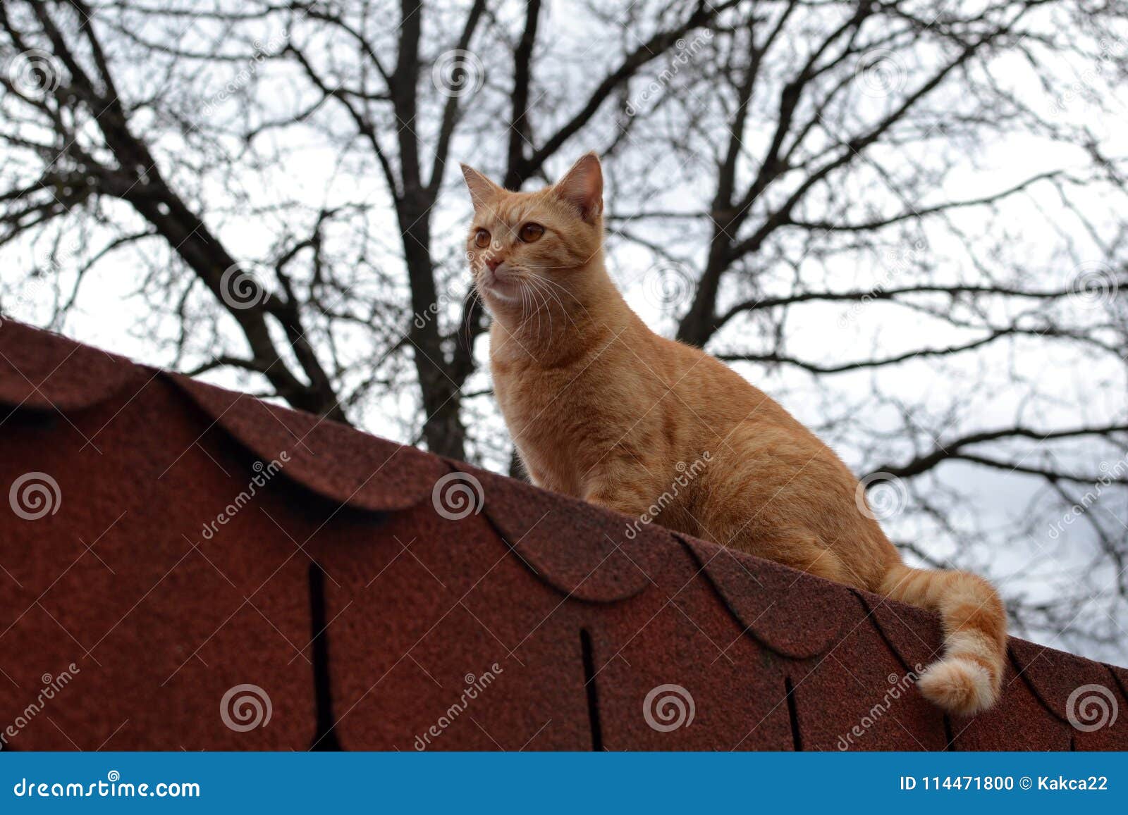 Cute Rusty Kitten Watching Something Interesting Stock Photo - Image of ...