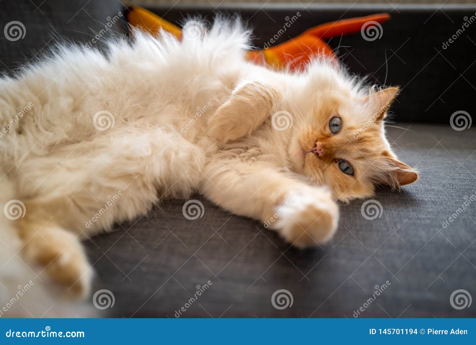 A cute Sacred Birman cat stock photo. Image of kitty - 145701194