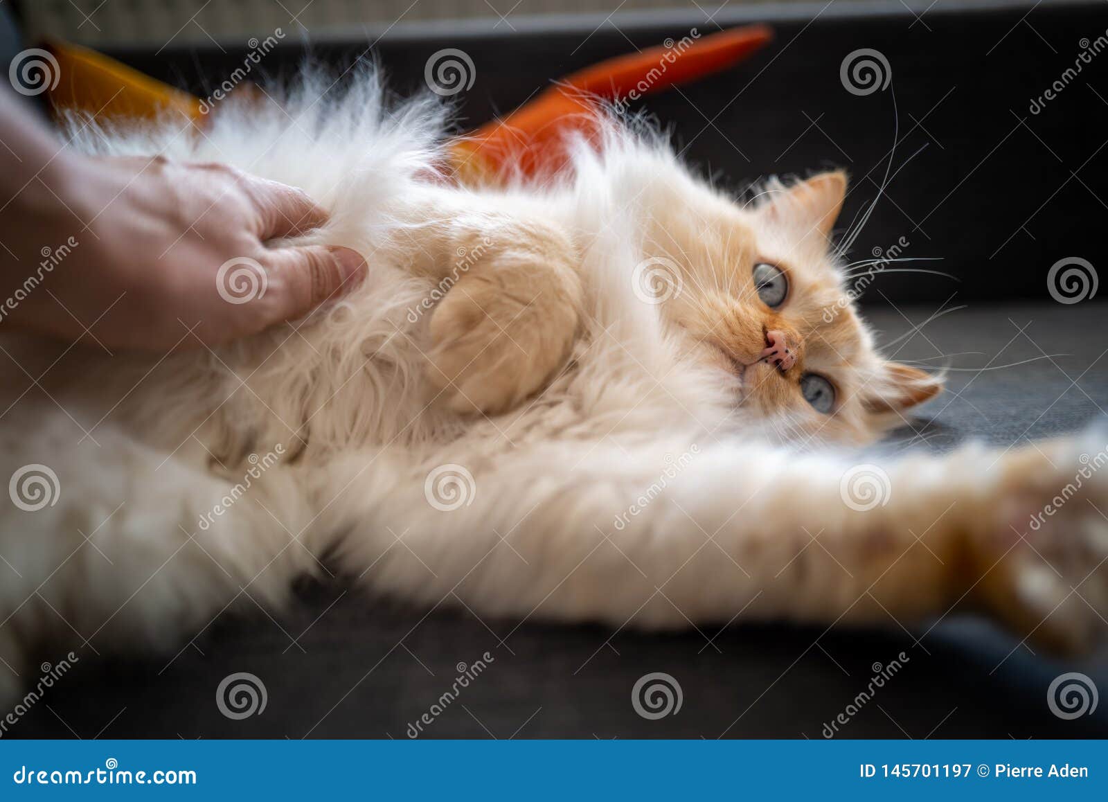 A cute Sacred Birman cat stock image. Image of feline - 145701197