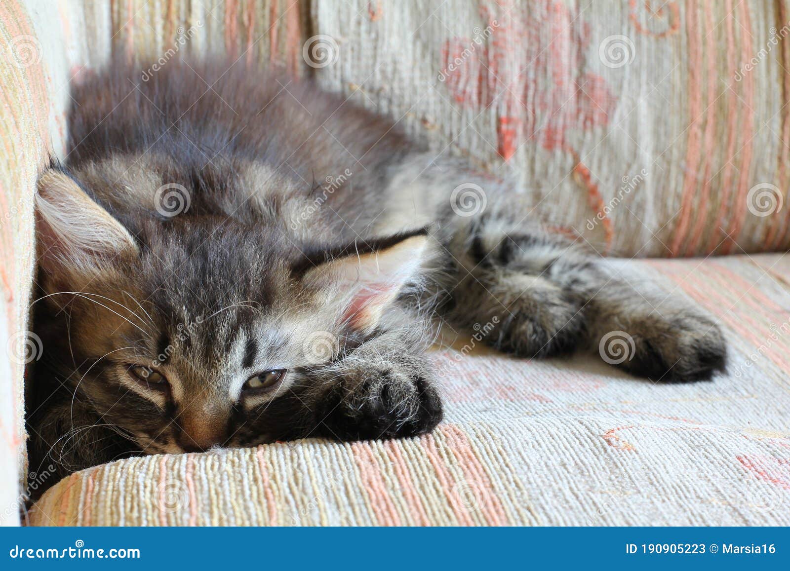 Cute Sad Cat stock image. Image of lost, feline, nature - 190905223