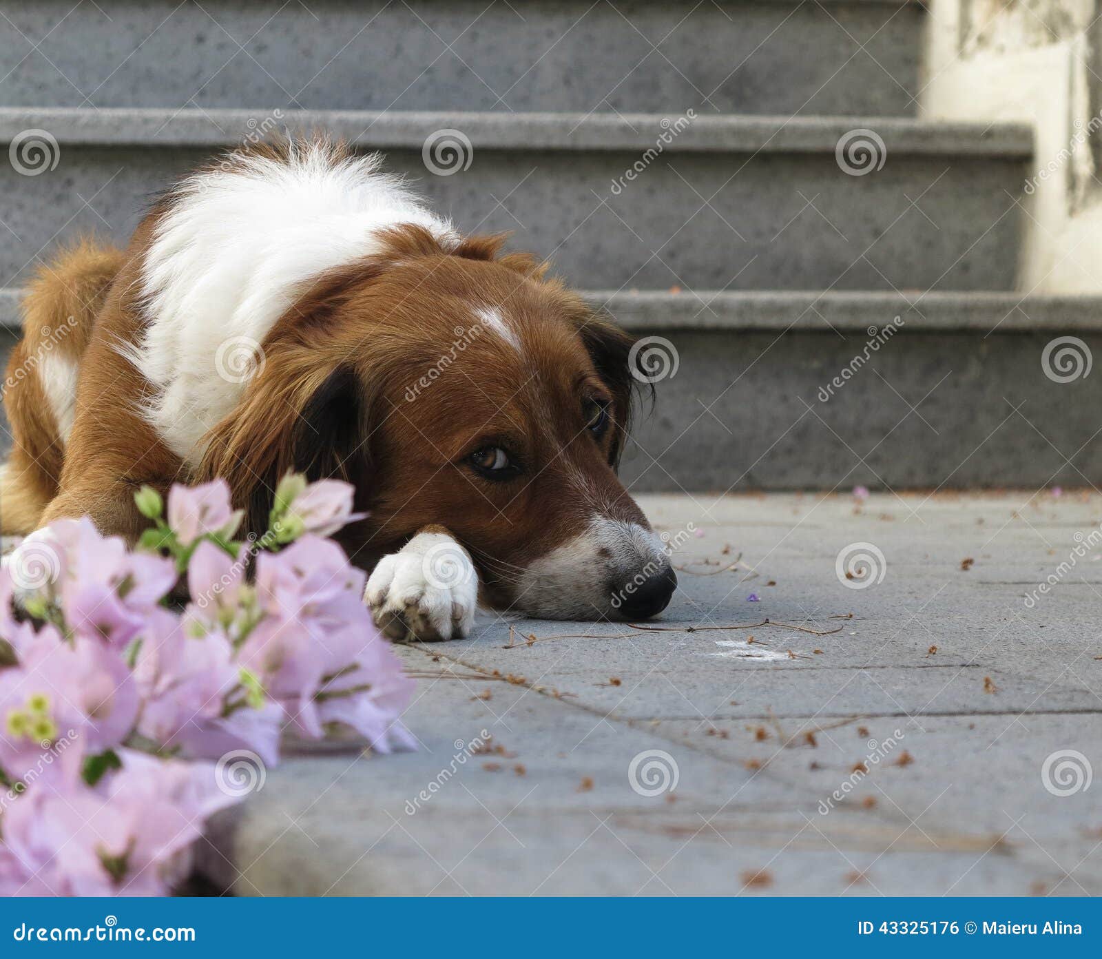 Cute Sad Dog stock photo. Image of love, breed, white - 43325176