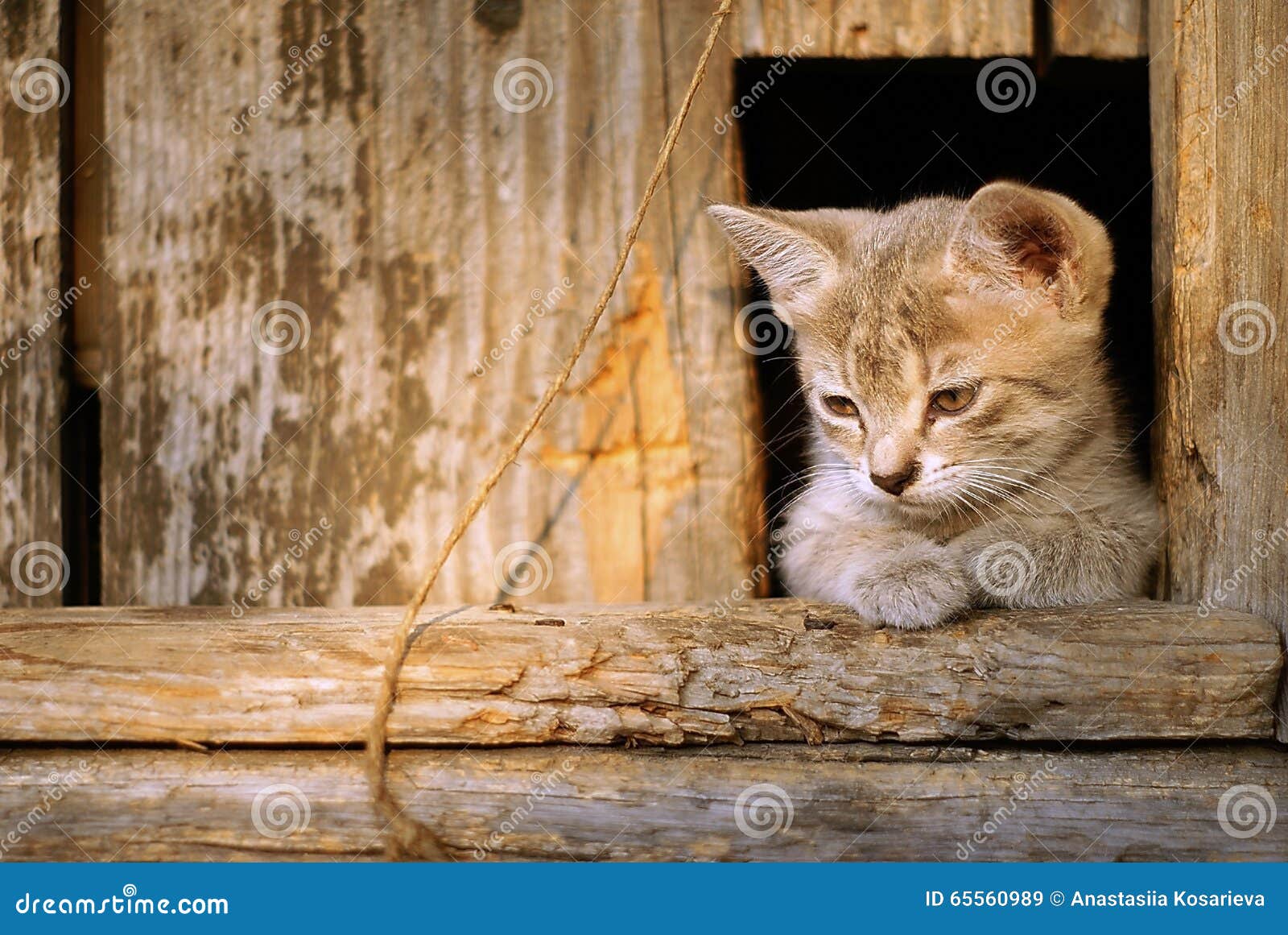 Cute sad kitten sits stock image. Image of homeless, feline - 65560989