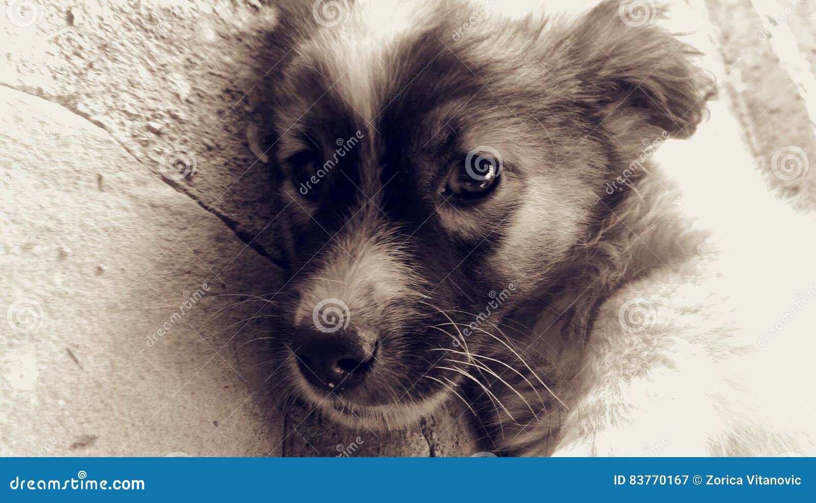 Cute sad puppy stock image. Image of cute, puppy, sweet - 83770167