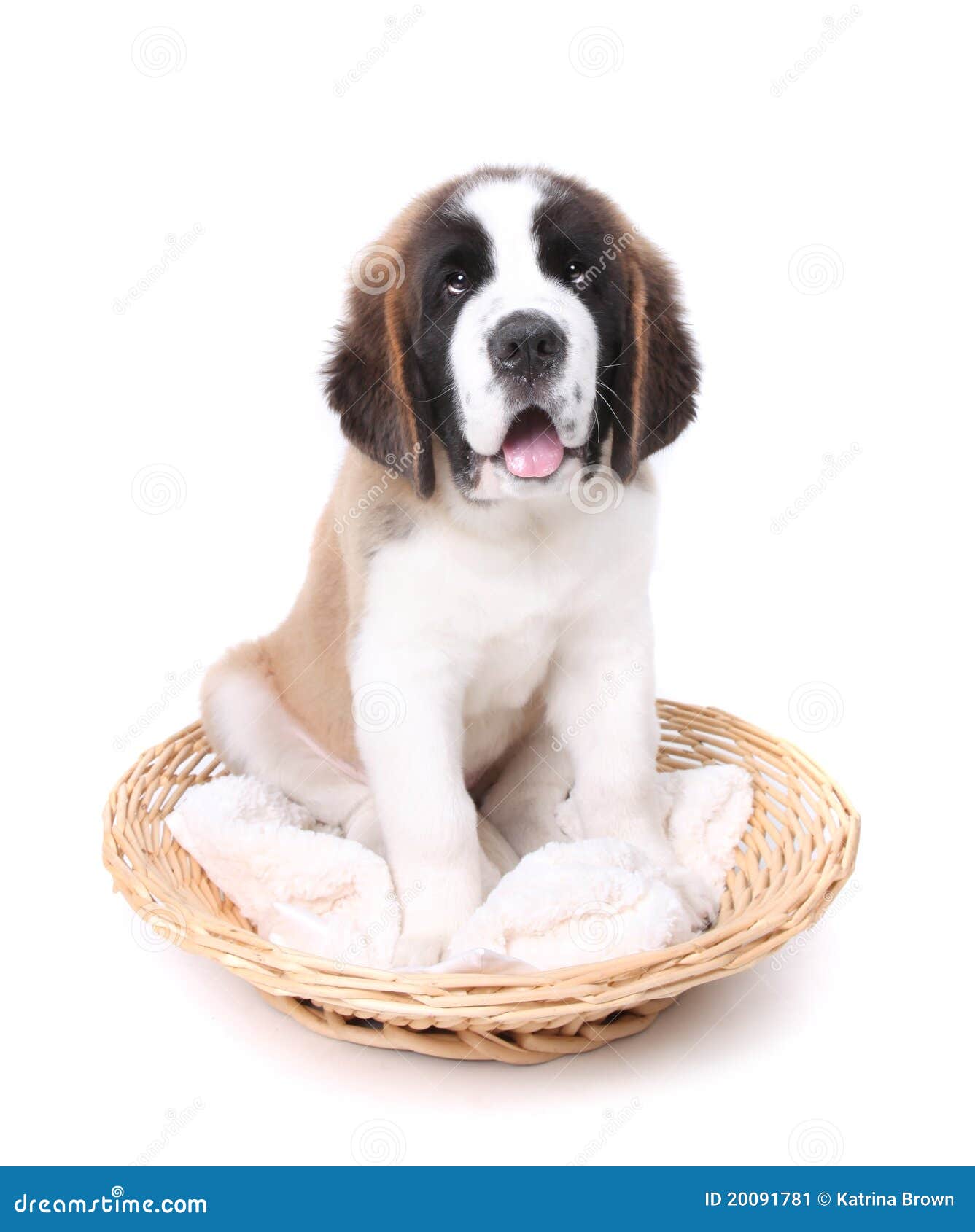 Cute Saint Bernard Puppy on White Stock Image - Image of pedigreed ...