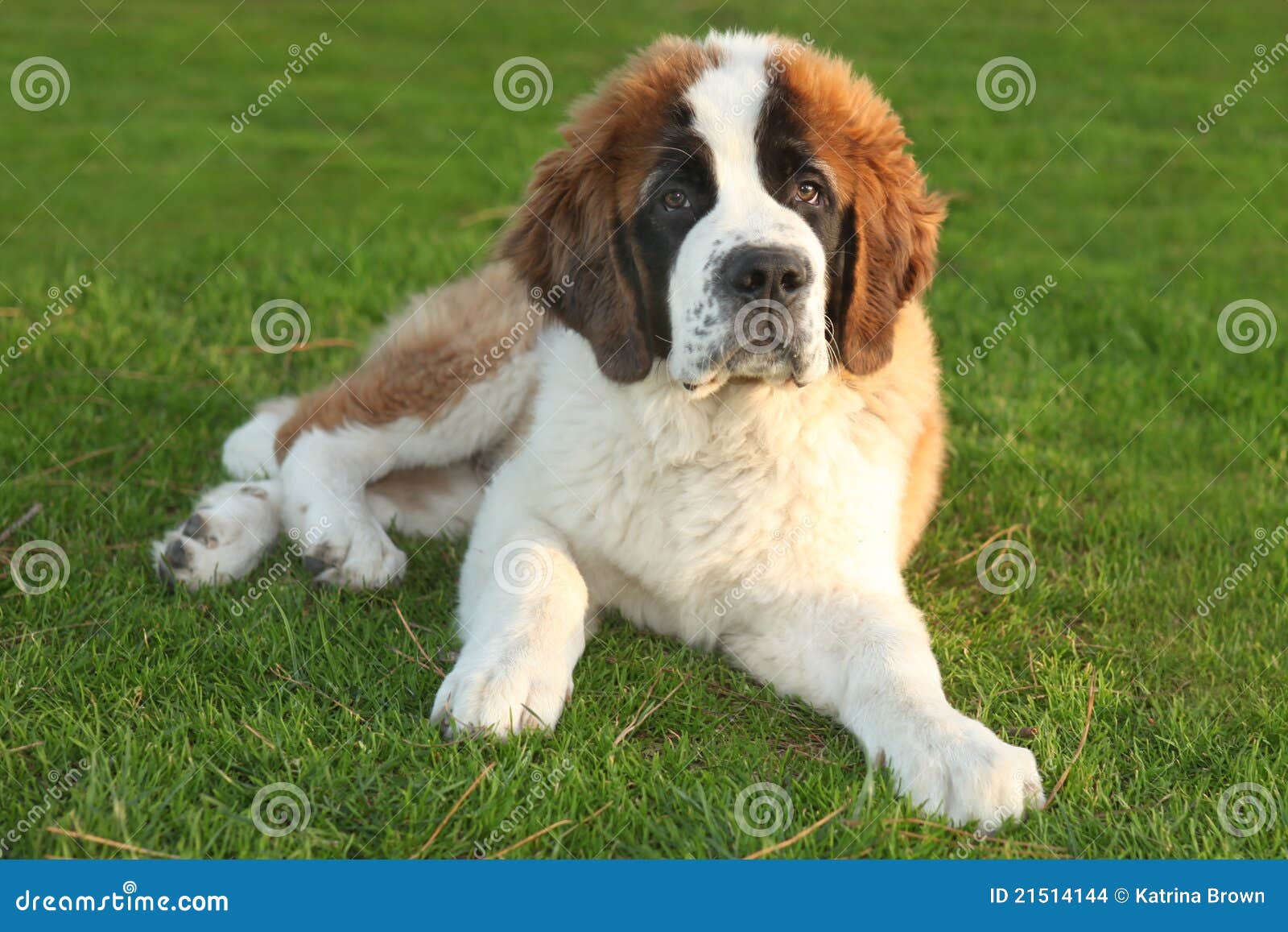 Cute Saint Bernard Purebred Puppy Stock Photo - Image of pedigreed ...