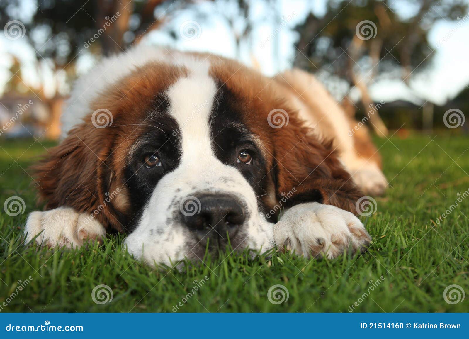 Cute Saint Bernard Purebred Puppy Stock Photo - Image of puppy ...