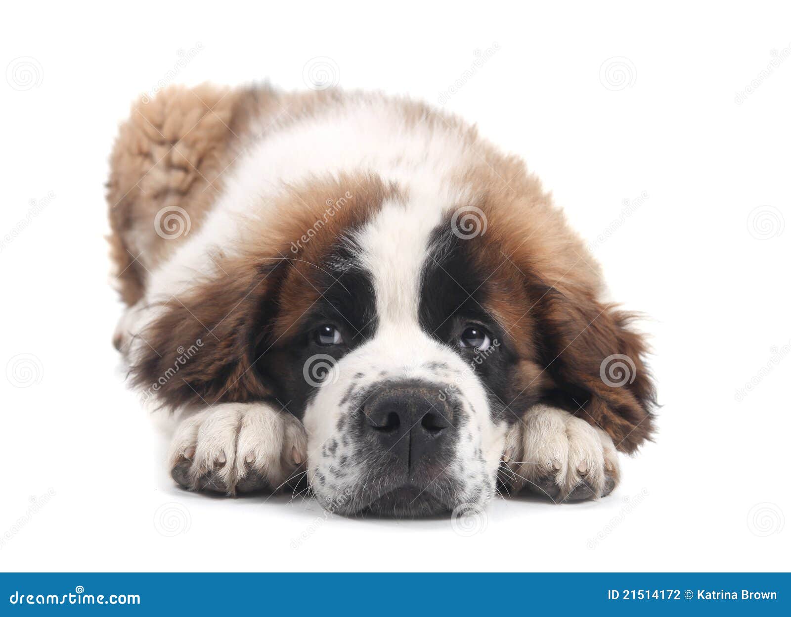 Cute Saint Bernard Purebred Puppy Stock Photo - Image of puppy, bernard ...
