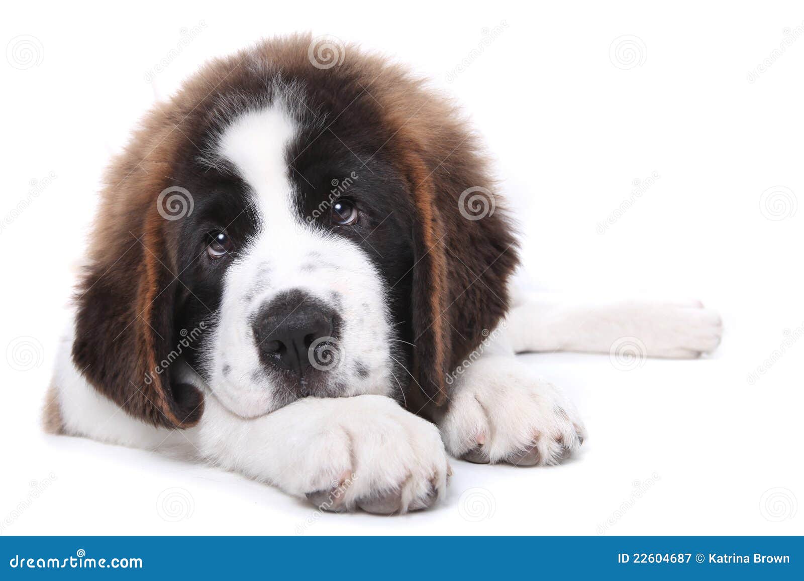 Cute Saint Bernard Purebred Puppy Stock Image - Image of saint, canine ...