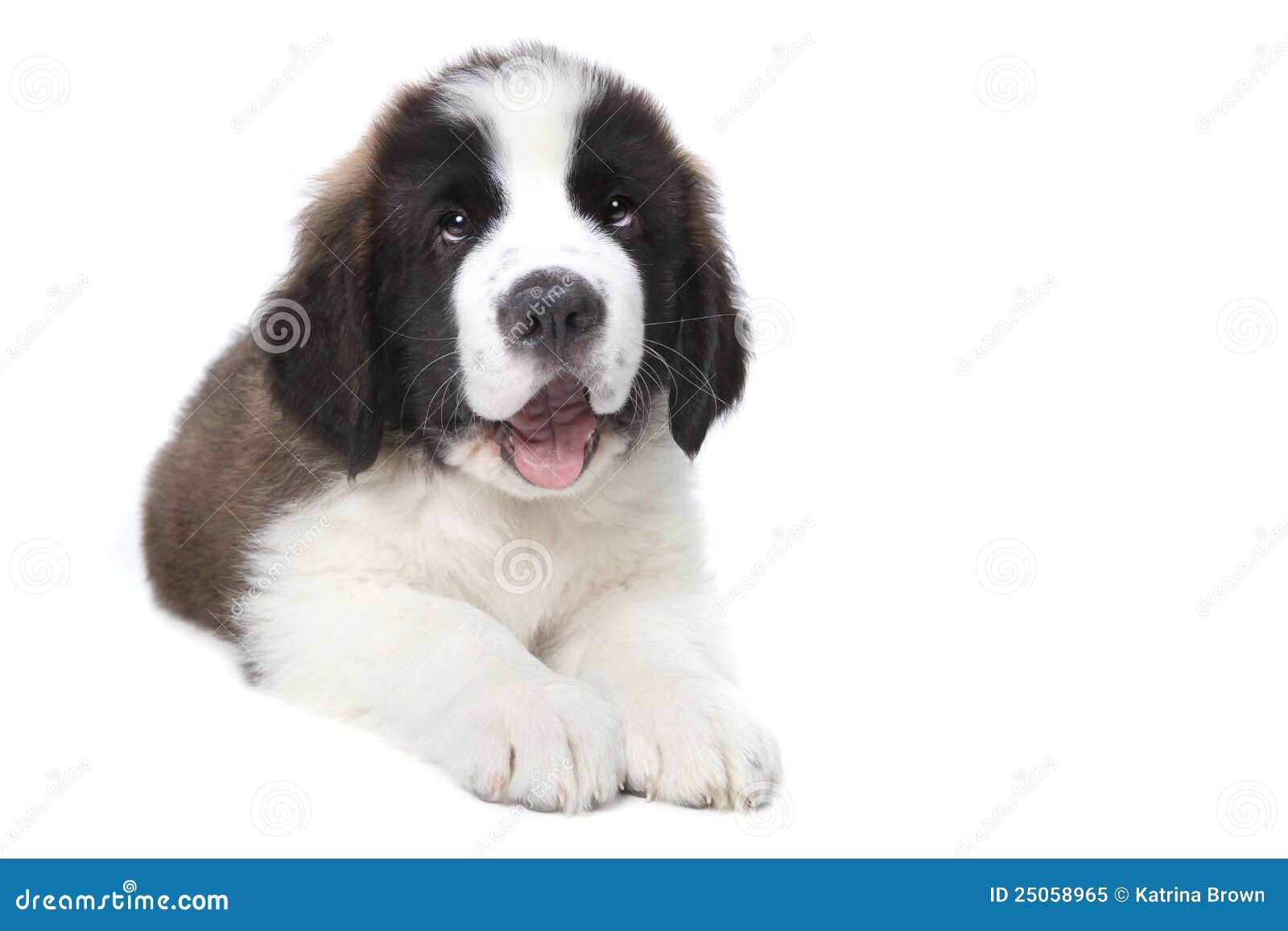 Cute Saint Bernard Purebred Puppy Stock Image - Image of studio ...