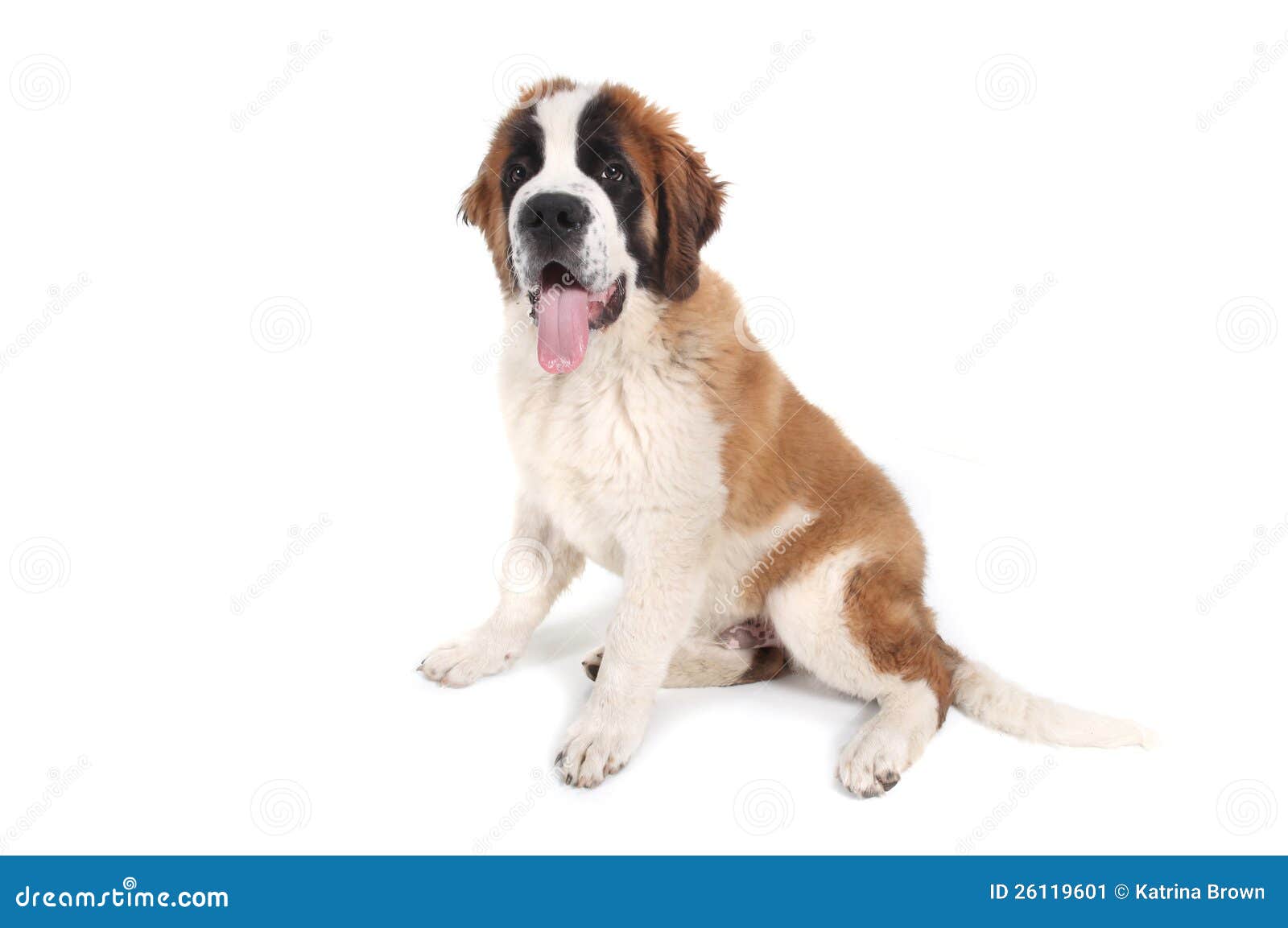 Cute Saint Bernard Purebred Puppy Stock Image - Image of woebegone ...