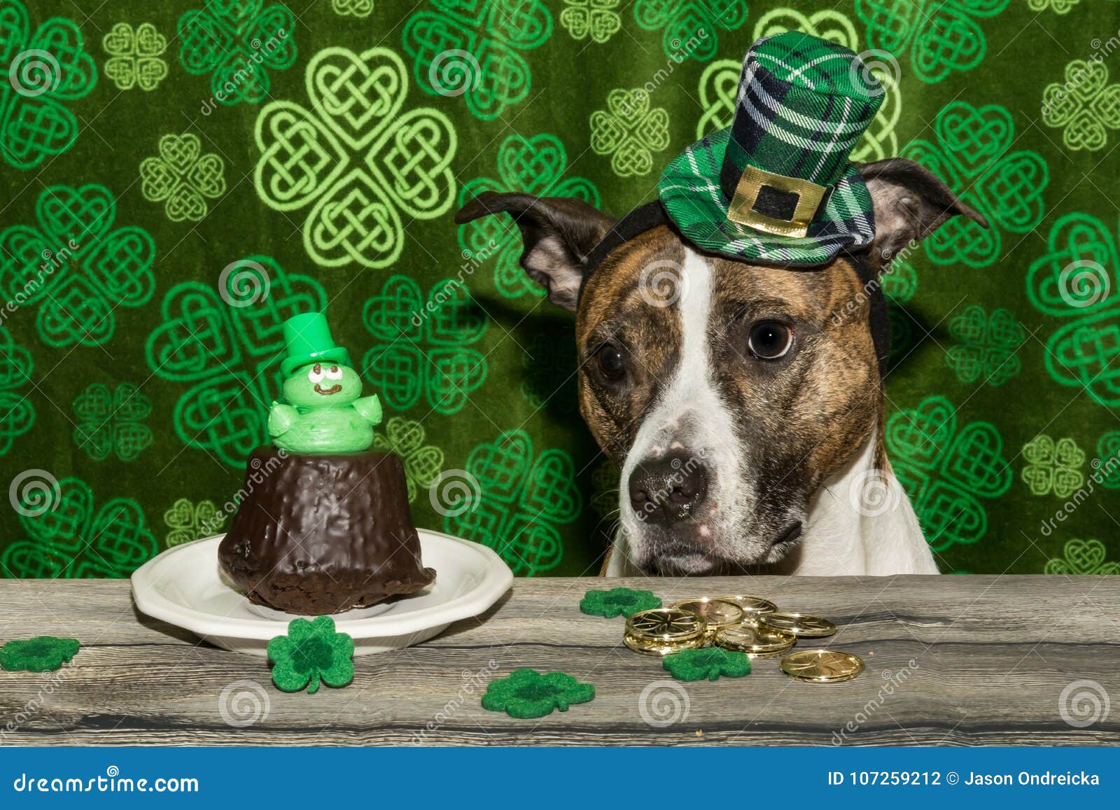 A Cute Saint Patrick`s Day Dog. Stock Photo - Image of animal, cute ...