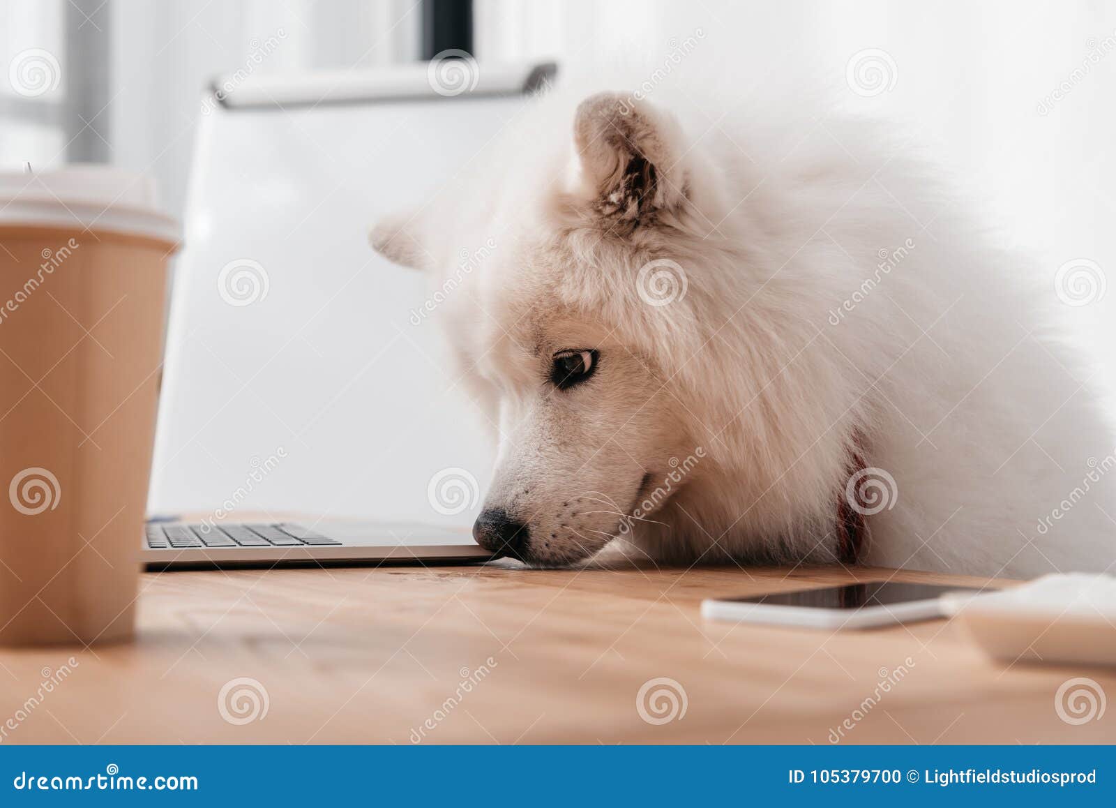 Dog with laptop stock photo. Image of laptop, doggy - 105379700