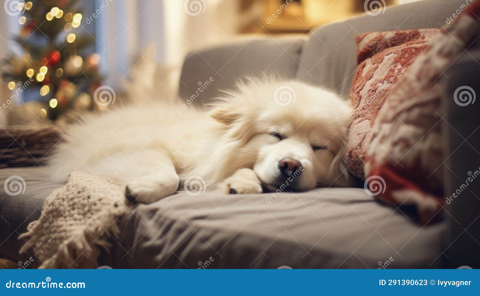 Cute Samoyed Dog Sleeping on Sofa in Living Room at Home Stock ...