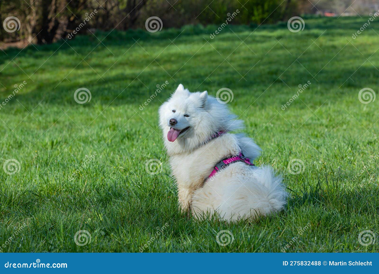Cute Samoyed Pet Dog Sitting Stock Photo - Image of animal, race: 275832488