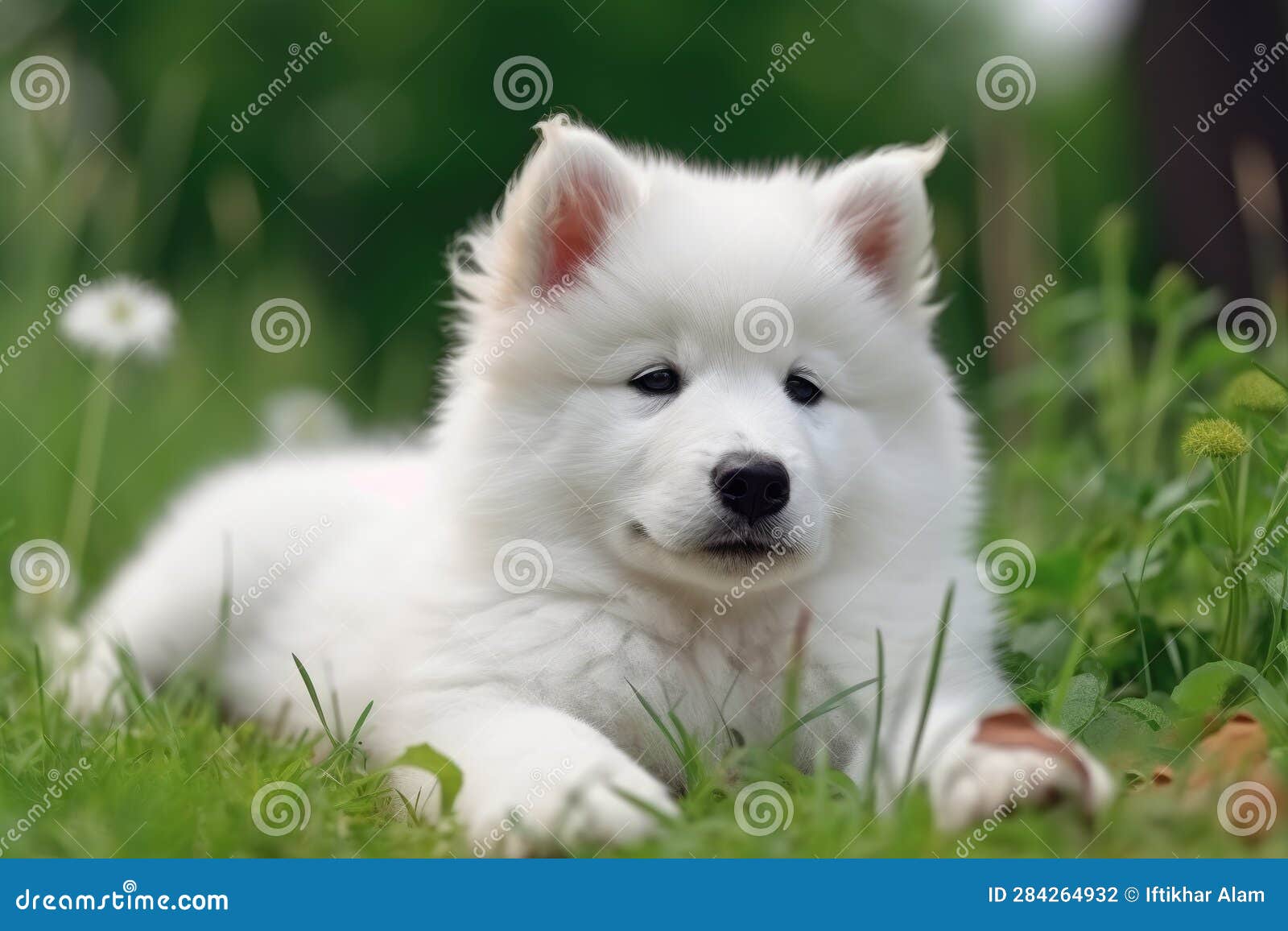 Cute Samoyed Puppy Lying on the Grass in the Park Ai Generated Stock ...
