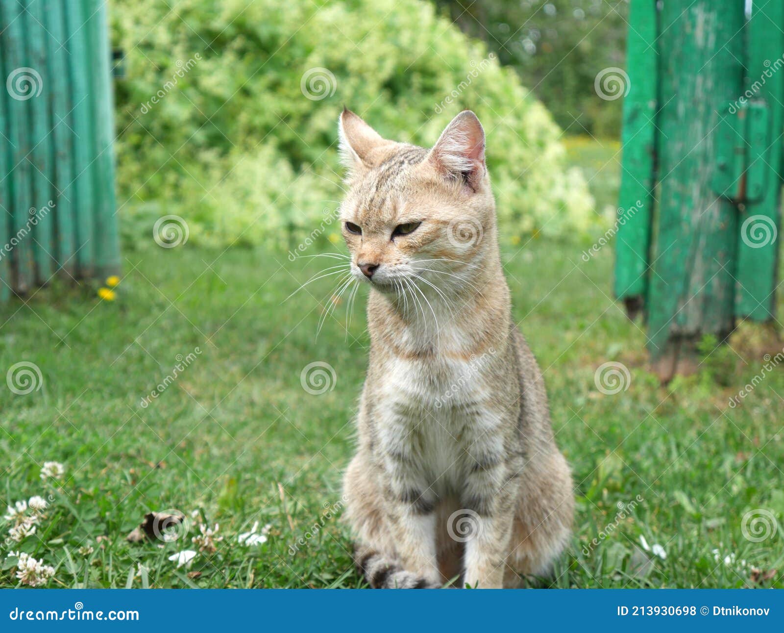A Cute Sand-colored Cat Sits on the Green Grass at Full Height. a Sunny ... A Cute Sand-colored Cat Sits on the Green Grass at Full Height. a Sunny ...