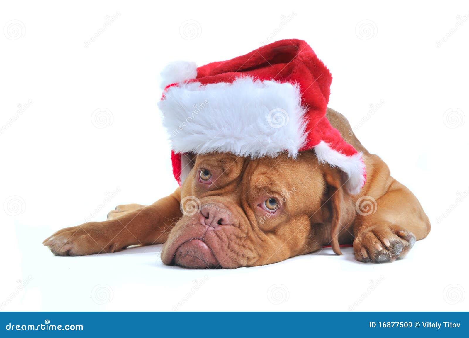Cute Santa Dog stock image. Image of bordeaux, head, gift - 16877509