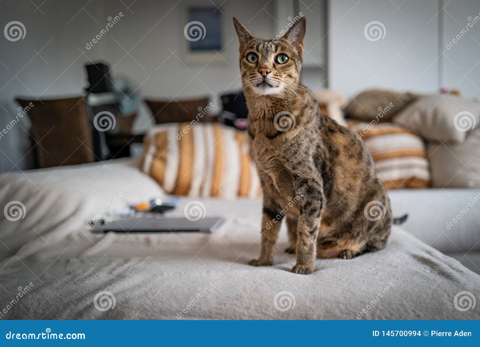 A Cute Savannah Cat on a Couch Stock Photo - Image of eyes, sitting ...