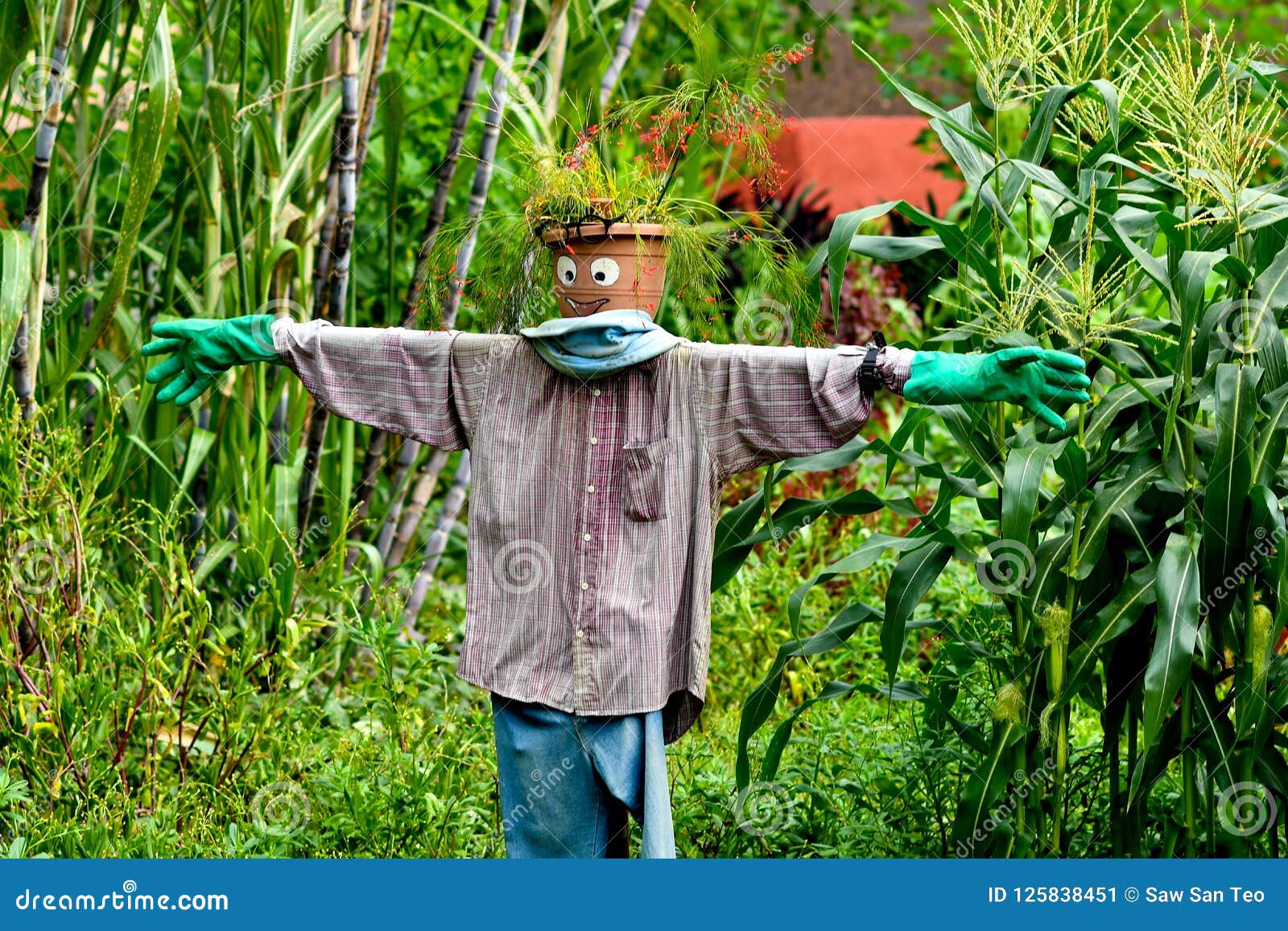Cute Scarecrow in Cornfield Stock Image - Image of halloween, humanoid ...
