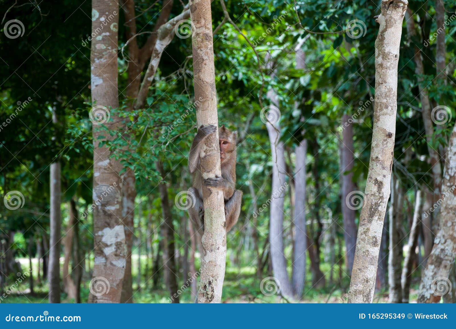 Cute Scared Baby Monkey Hiding Behind a Tree in a Forest with a Blurred ...