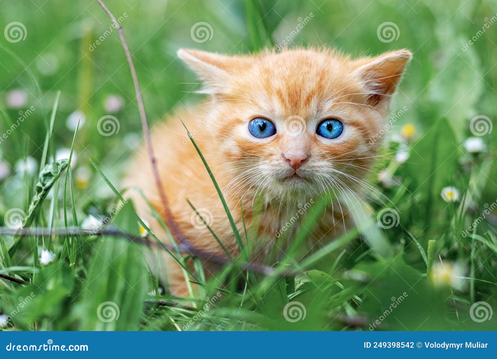 Cute Scared Red Kitten in the Garden among the Green Grass Stock Photo ...