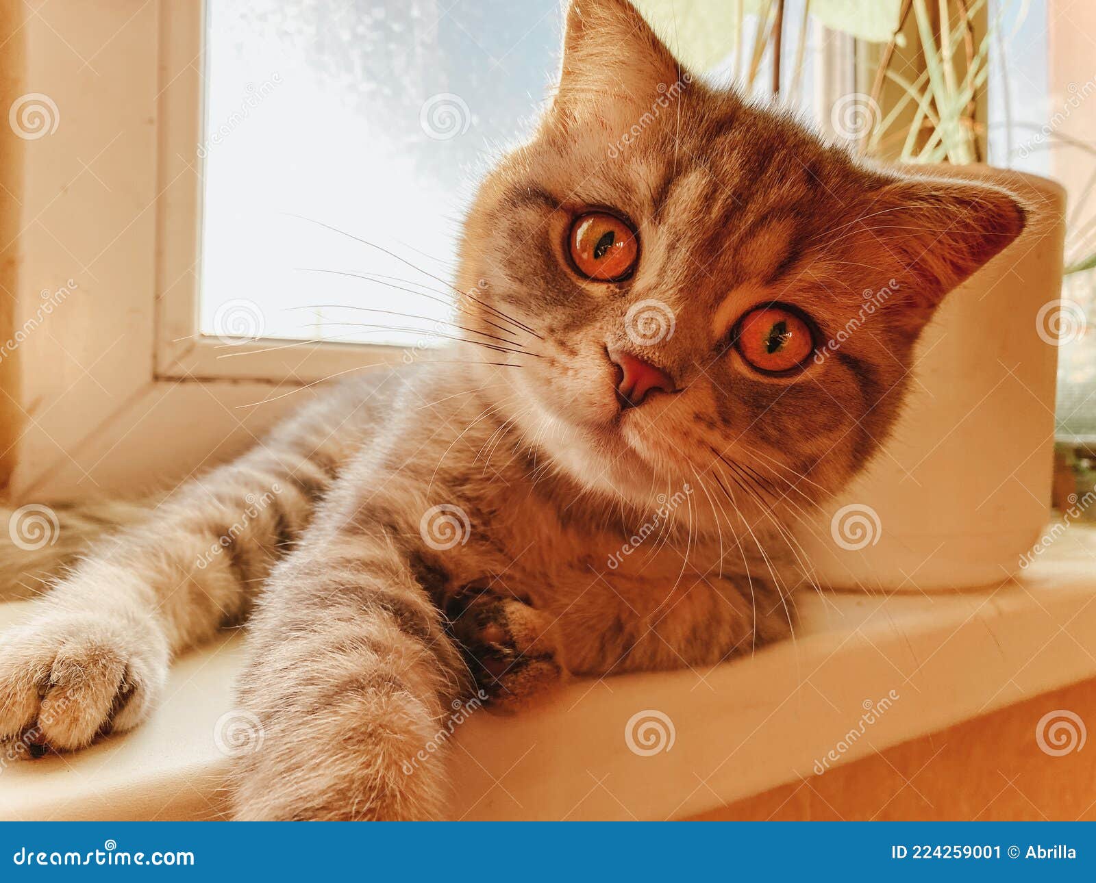 Cute Scottish Cat, Beautiful Domestic Cat Stock Image - Image of feline ...