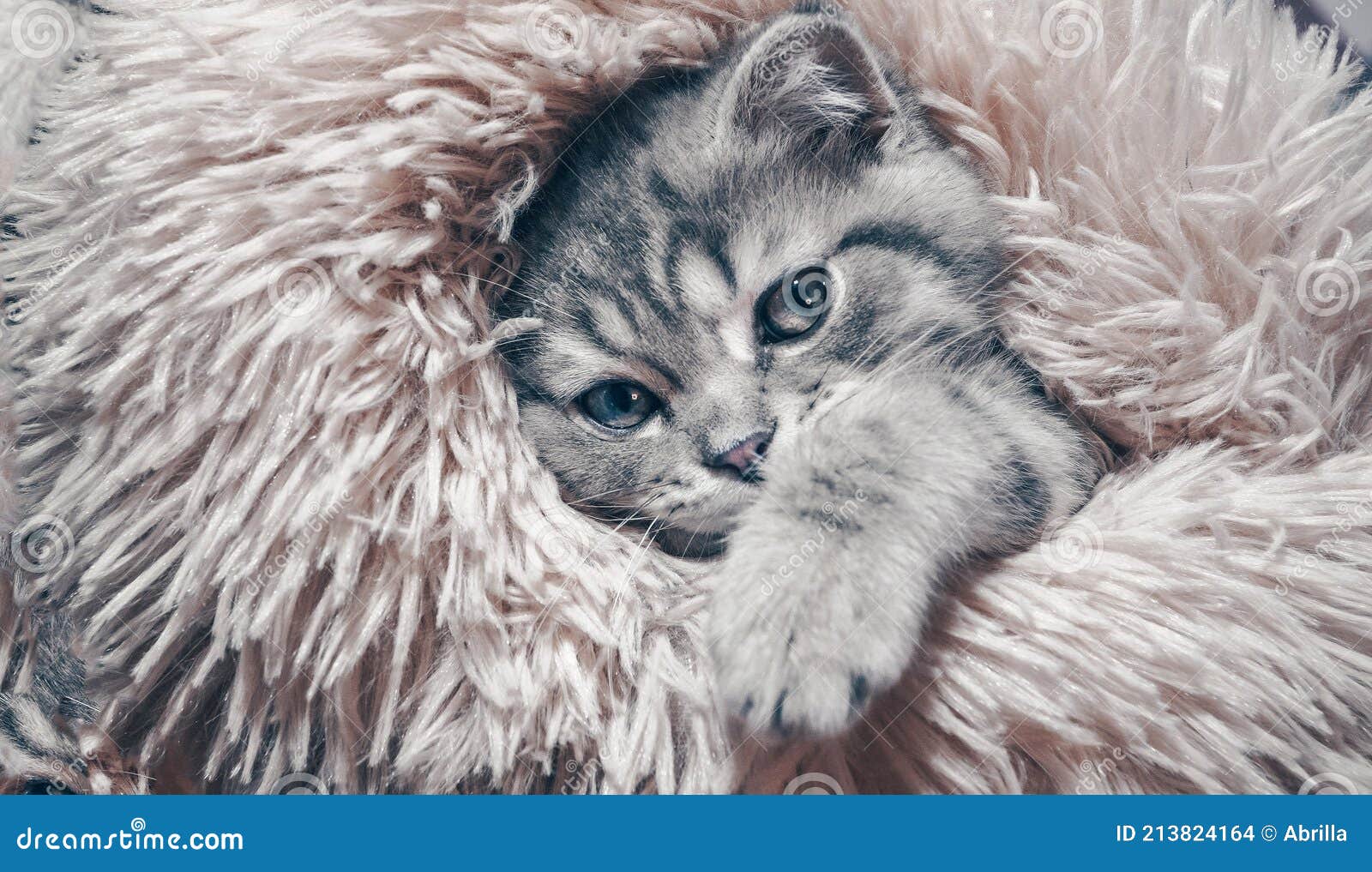Cute Scottish Cat, Three Month Old Kitten Stock Photo - Image of feline ...