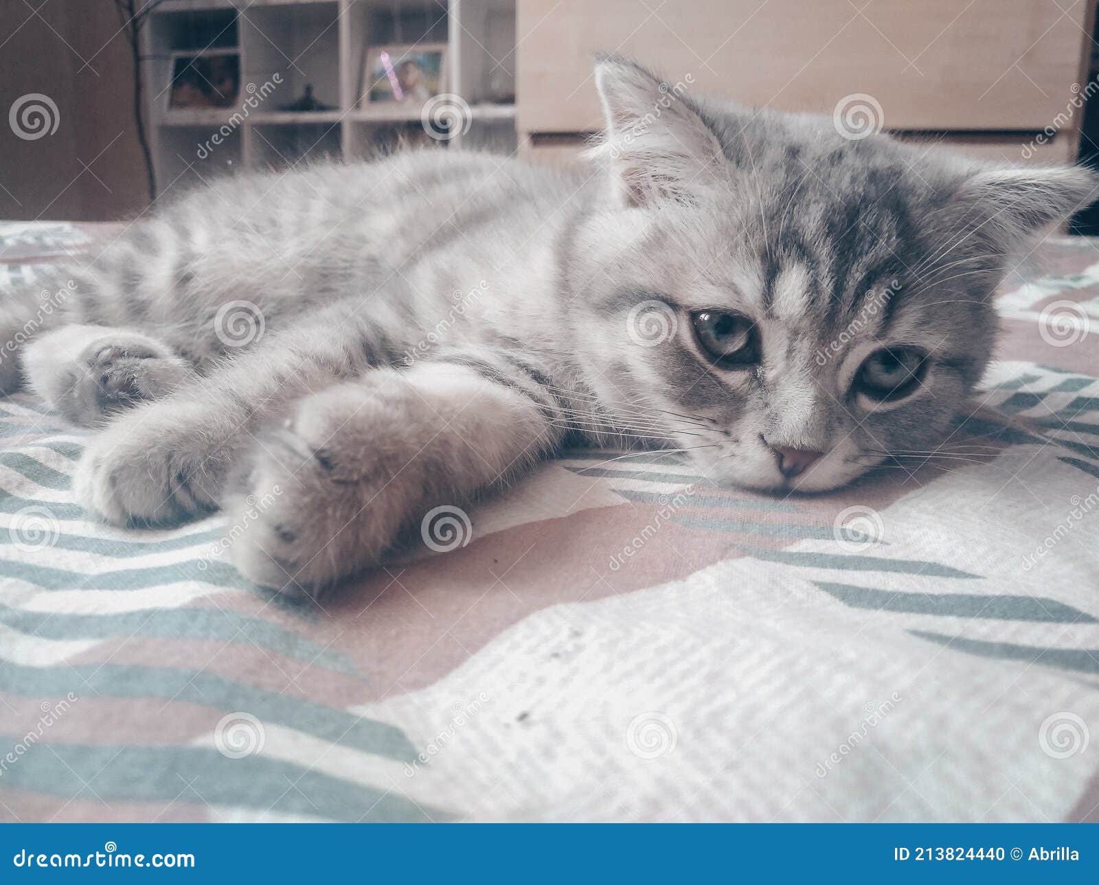 Cute Scottish Cat, Three Month Old Kitten Stock Photo - Image of head ...
