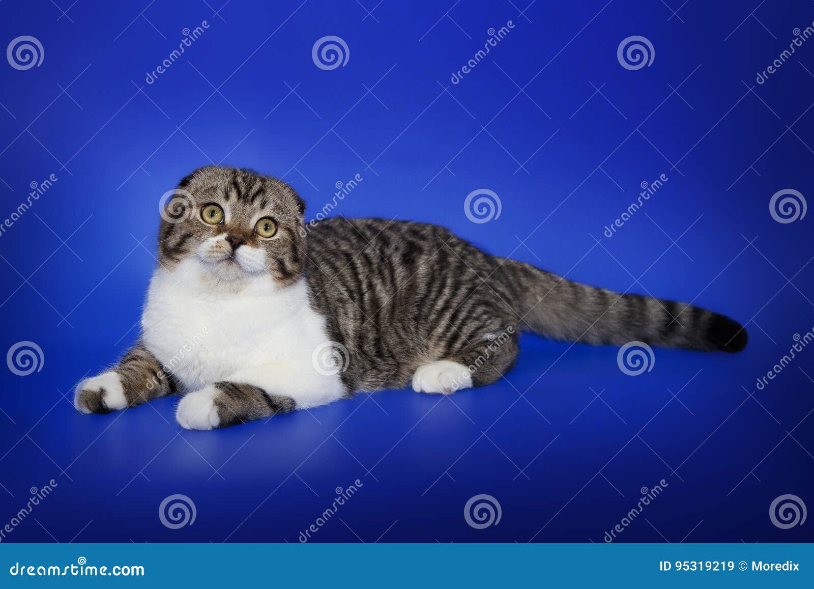 Cute Scottish Highland Cattle Standing On A Grass Stock Photography ...