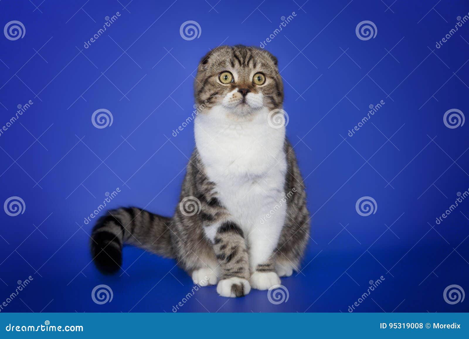 Cute Scottish Highland Cattle Standing On A Grass Stock Photography ...