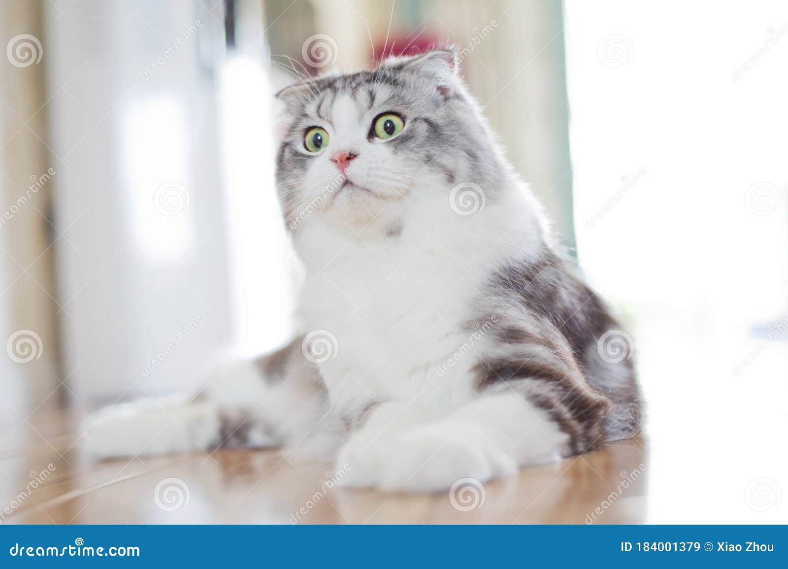Scottish Fold cat stock image. Image of studio, tail - 184001379